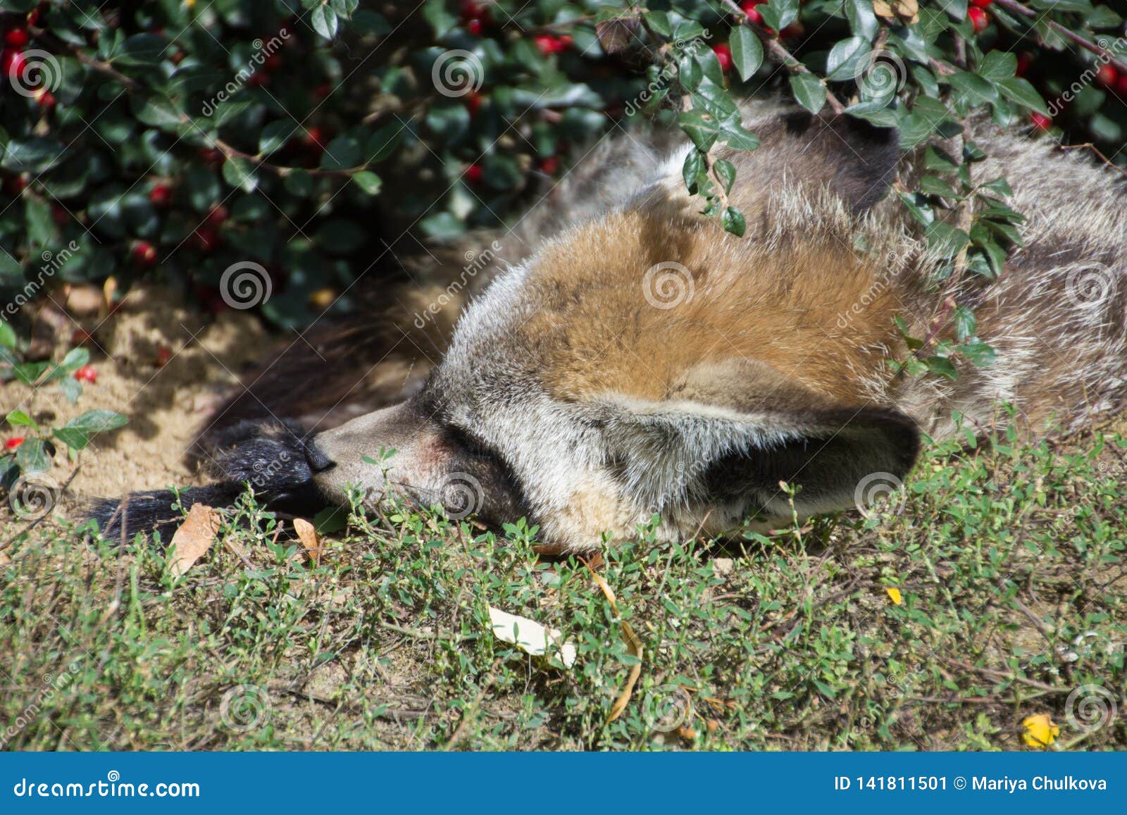 Cute sleeping fox stock image. Image of outdoors, leaf - 141811501