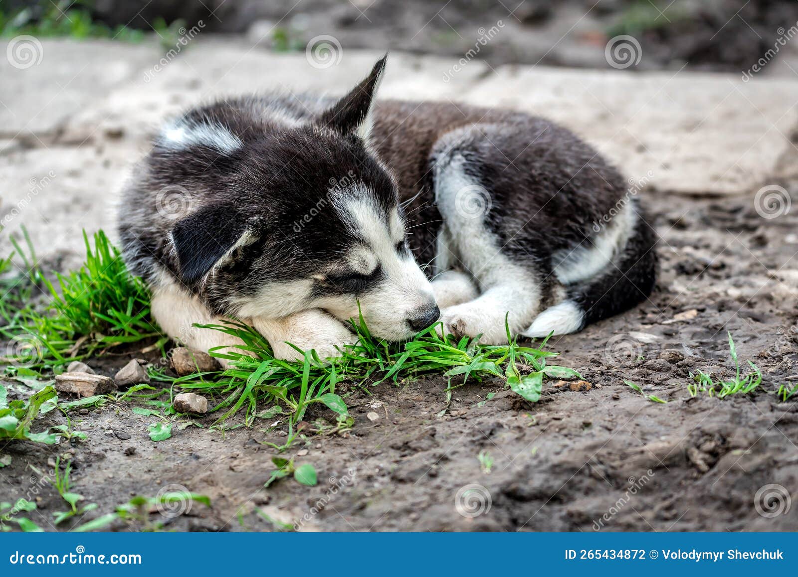 Cute sleeping husky puppy stock photo. Image of mammal - 265434872