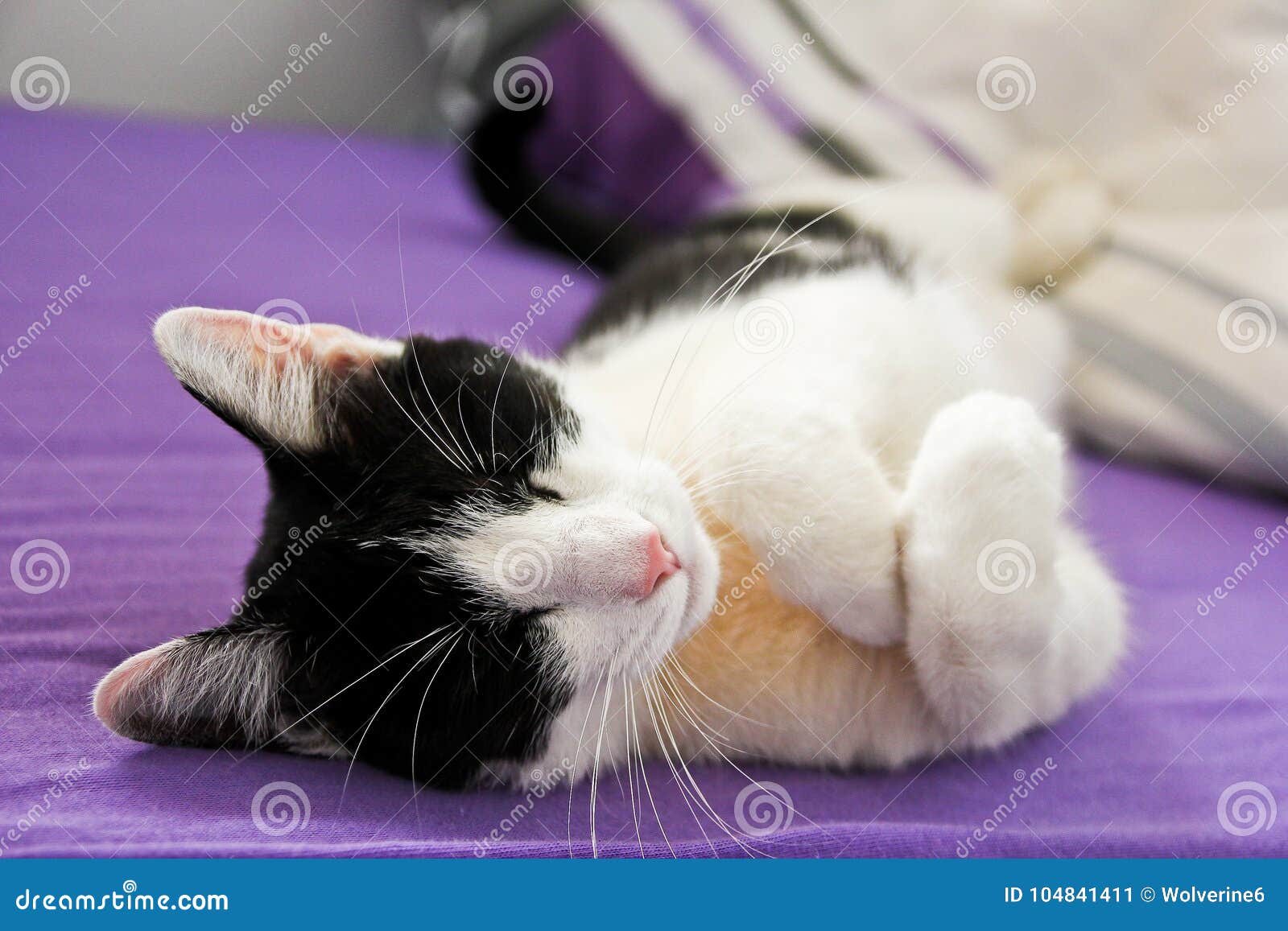 Cute Praying Kittens