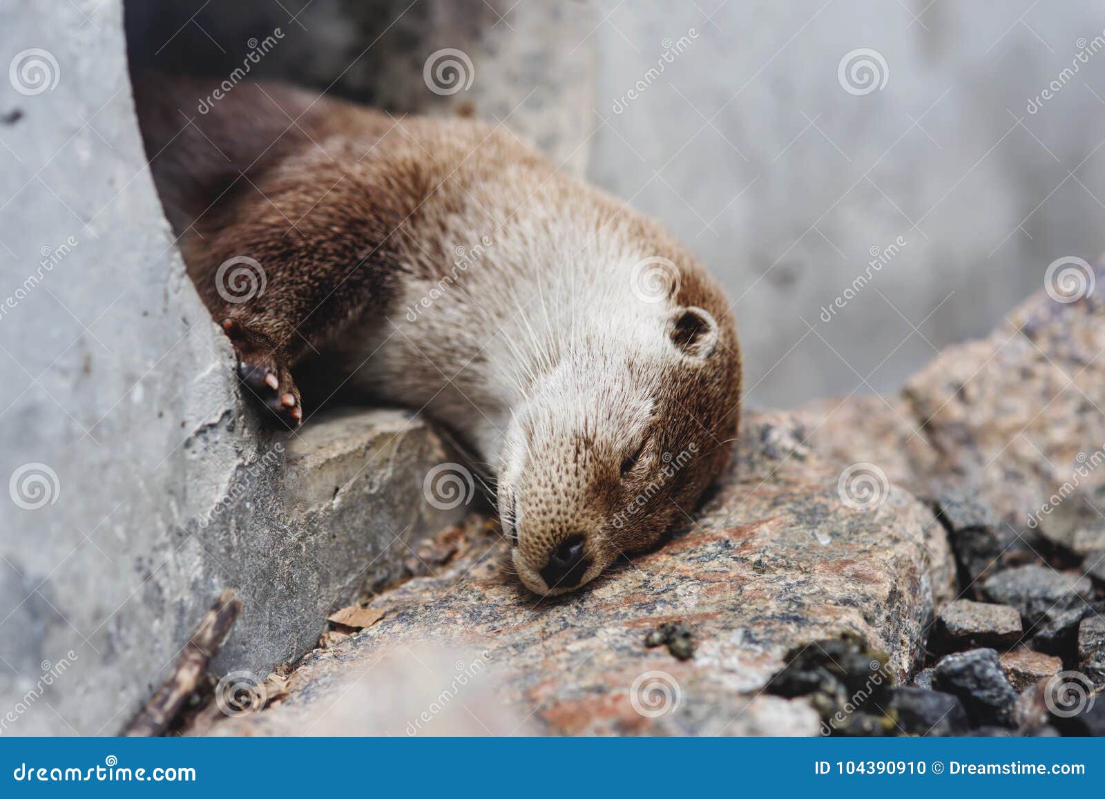 Cute sleeping otter stock photo. Image of mammal, resting - 104390910