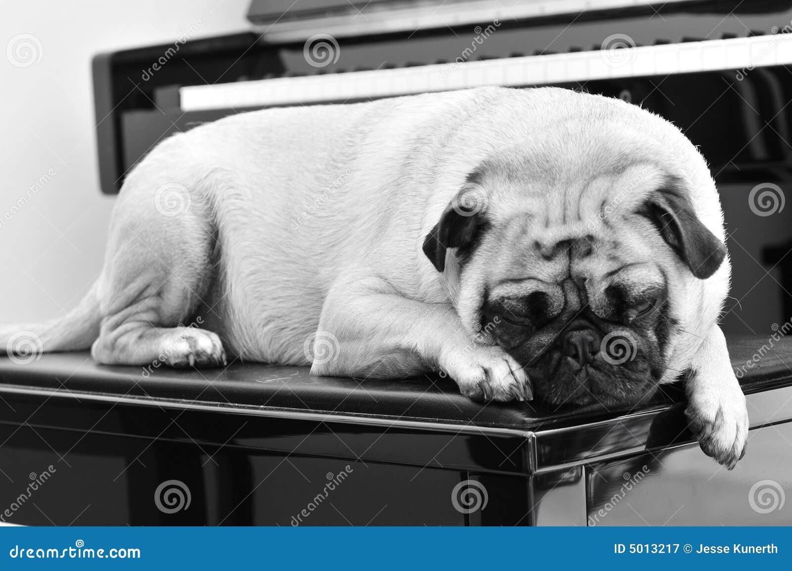 Cute sleeping pug dog stock image. Image of sleeping, lying - 5013217