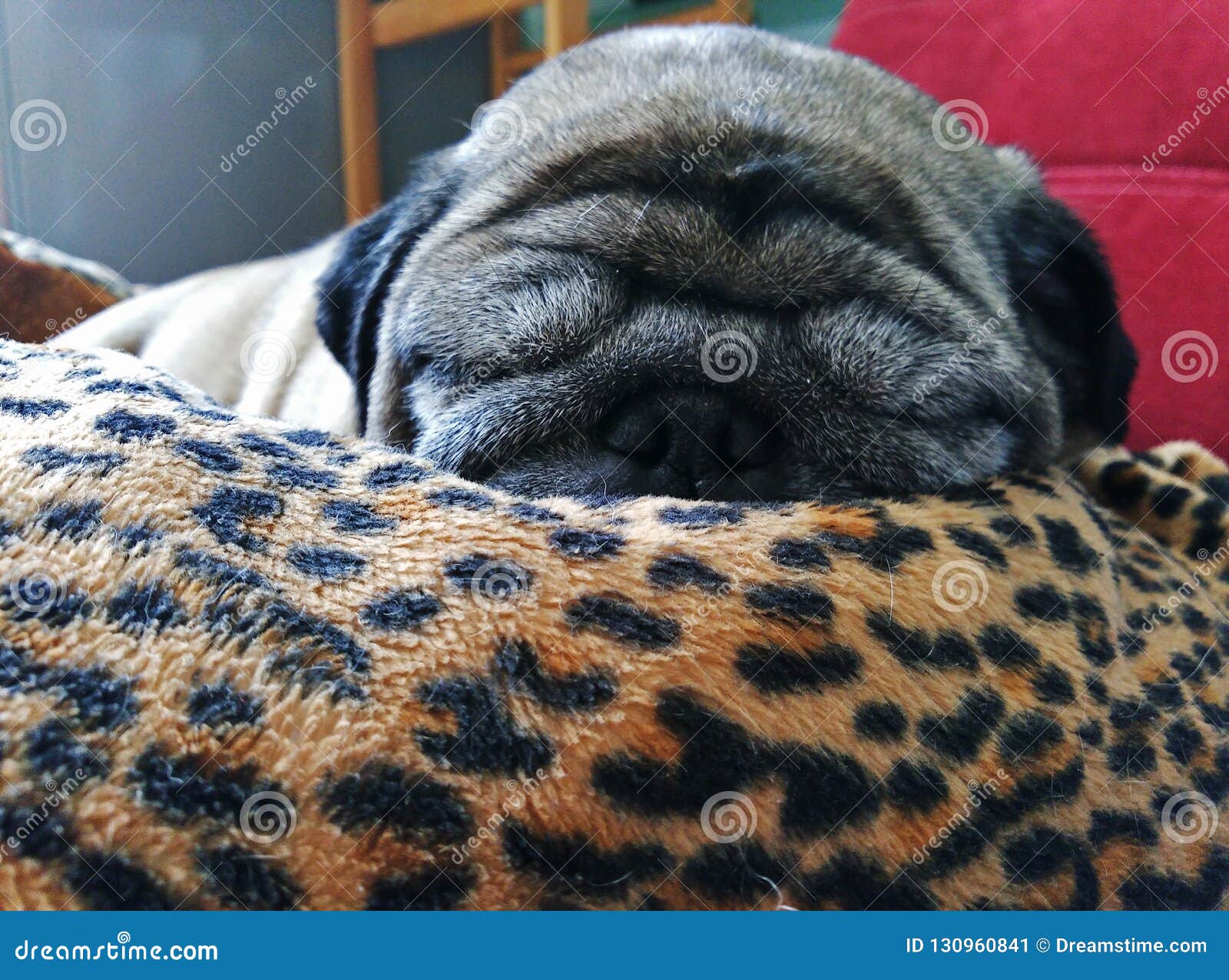 Cute sleeping pug stock image. Image of calm, doggy - 130960841