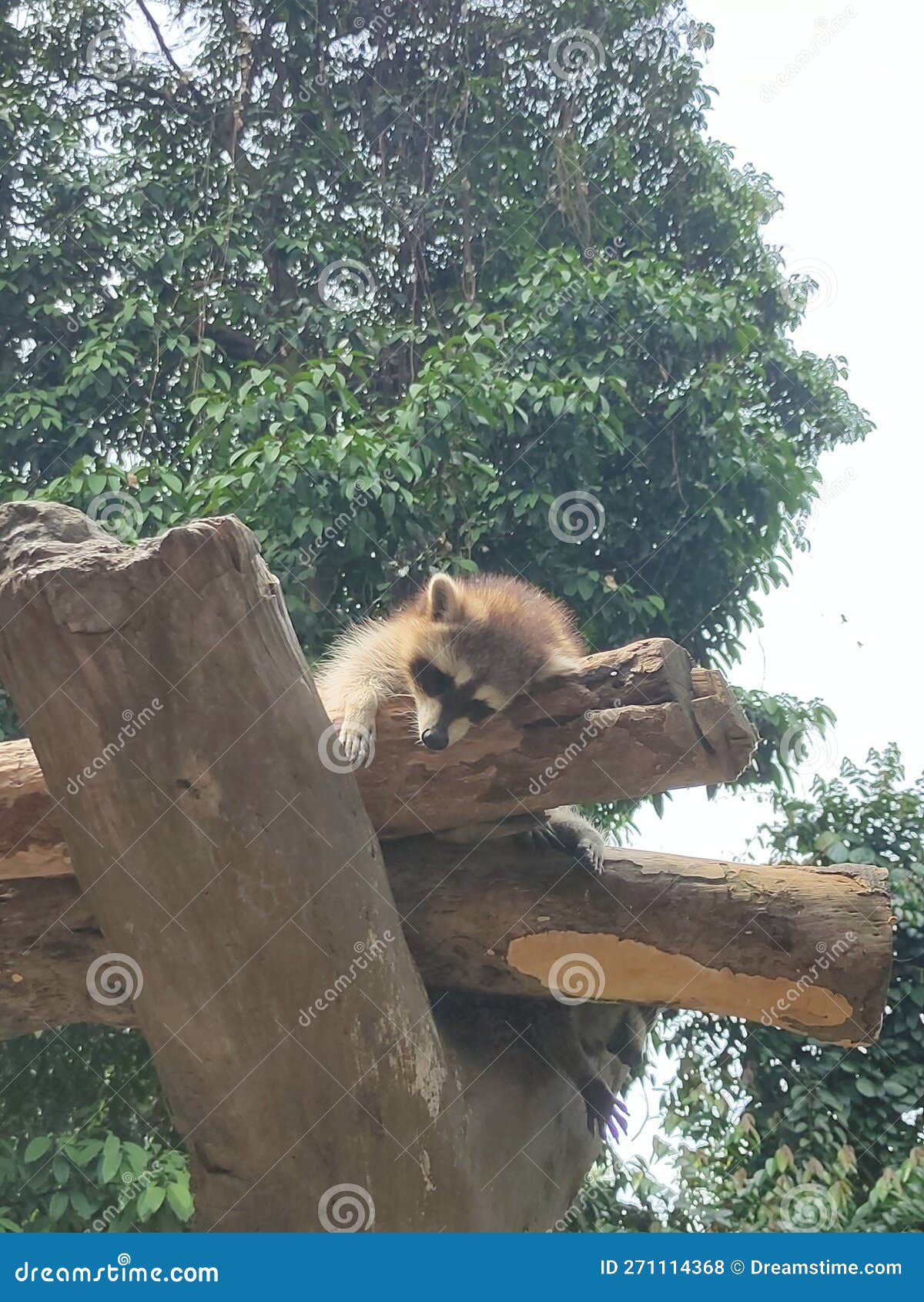 Cute sleeping raccoons stock photo. Image of sculpture - 271114368