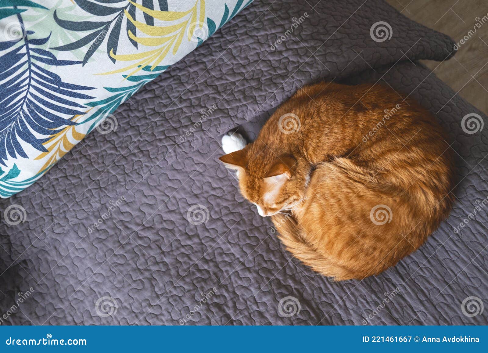 The Sleeping Red Cat on the Bed. Stock Image - Image of copyspace ...