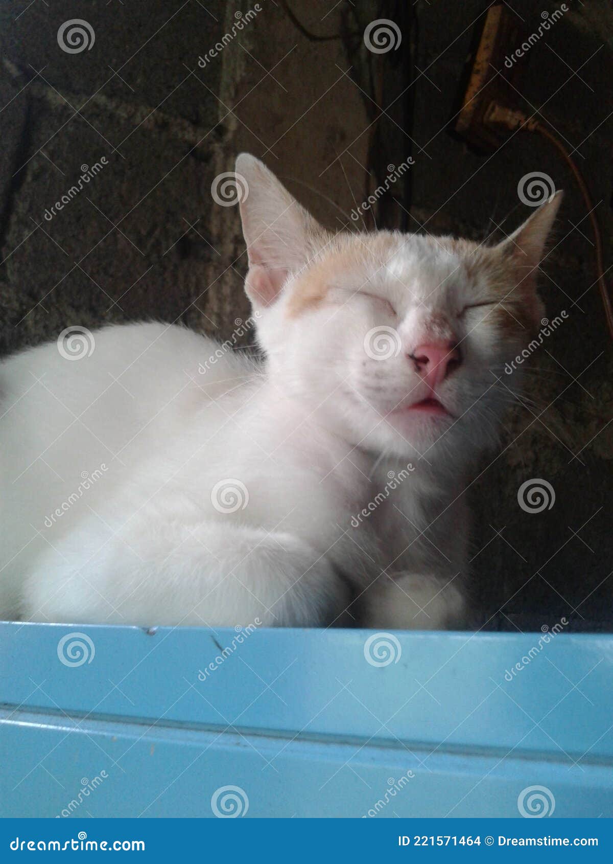 Cute Sleeping white Cat stock photo. Image of kitten - 221571464