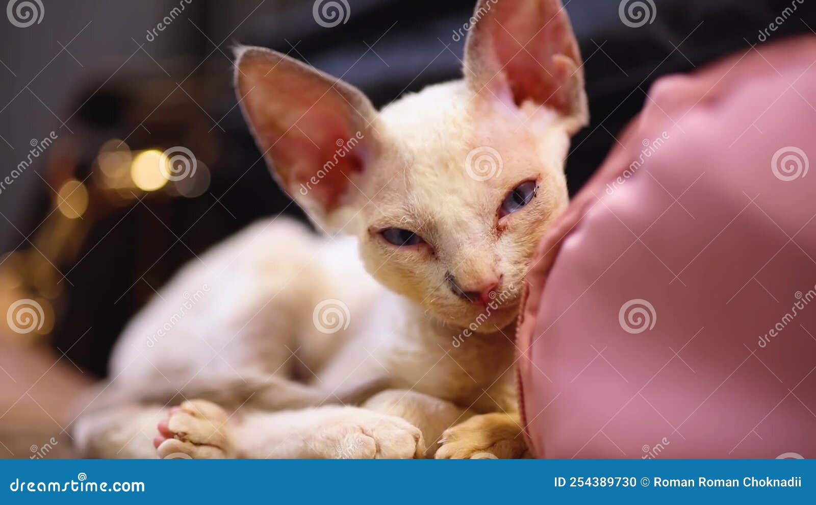 Cute Sleepy Devon Rex Kitten Lies on the Couch Stock Footage - Video of ...