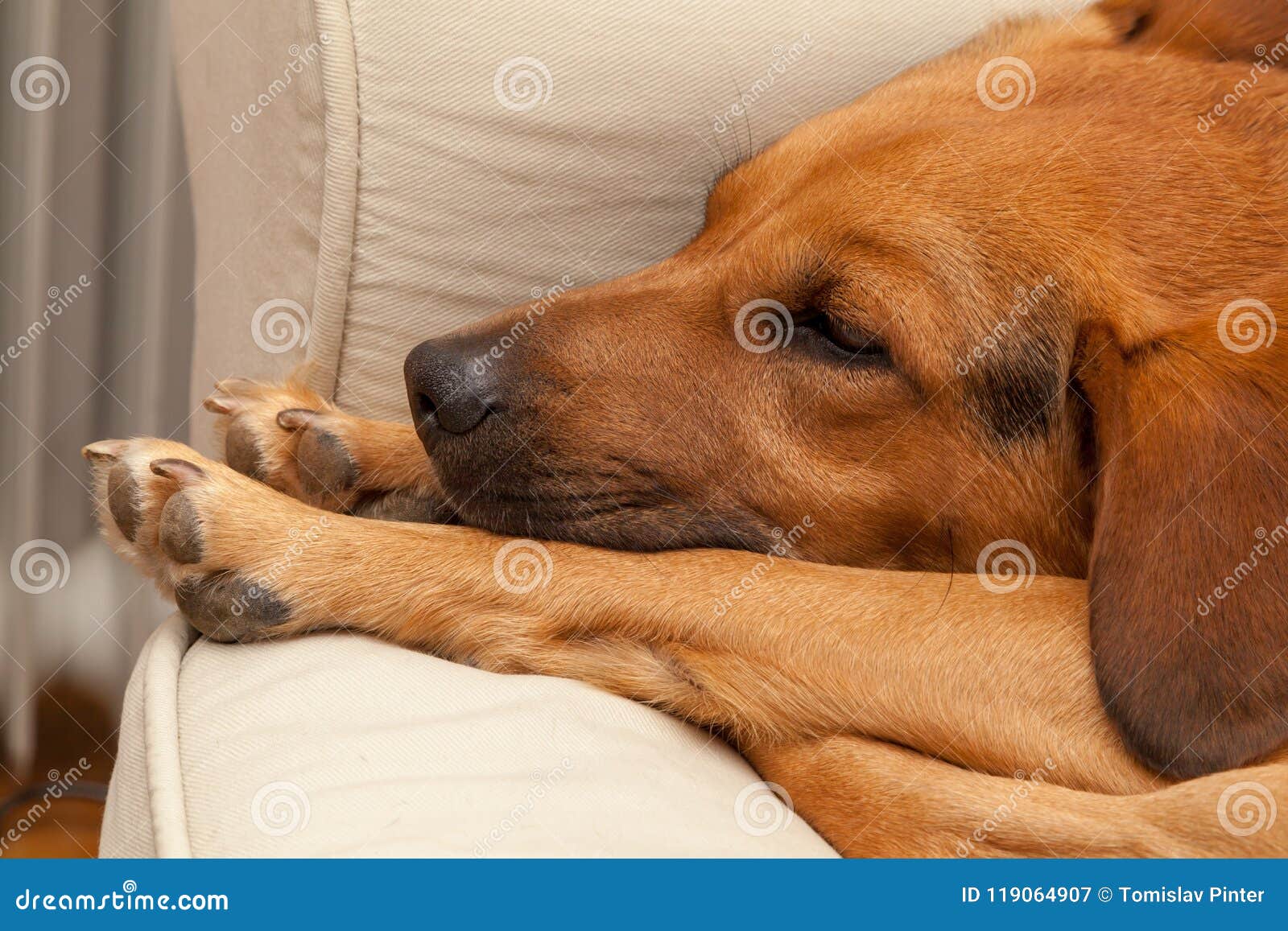 Cute Sleepy Dog stock image. Image of mammal, white - 119064907