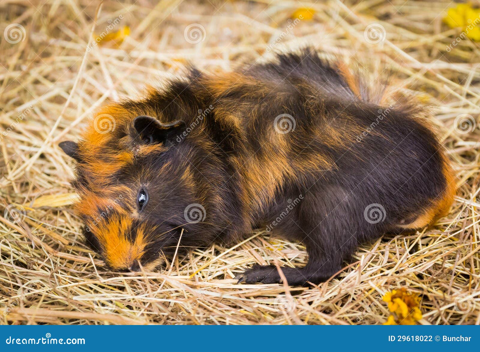 Cute Sleepy Hamster stock photo. Image of tone, black - 29618022