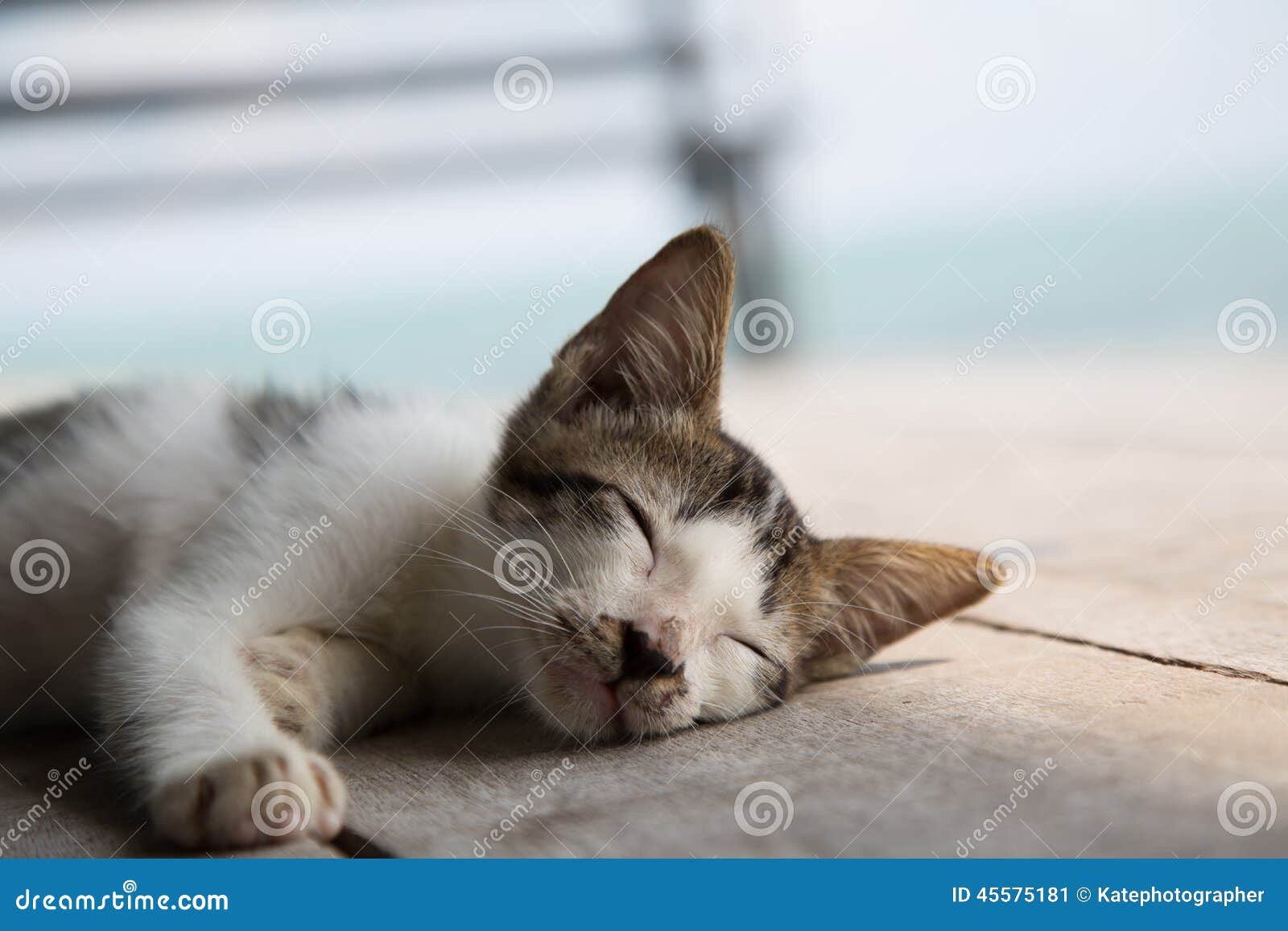 Cute sleepy kitten. stock image. Image of kitty, kitten - 45575181