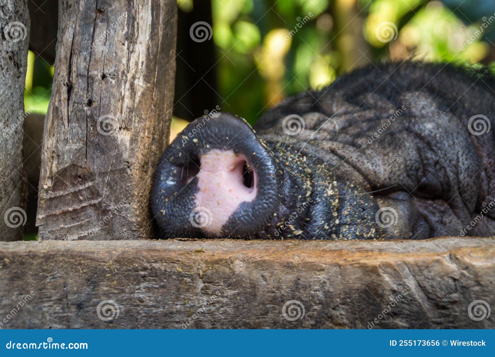 Cute Sleepy Pig Resting Its Head on a Fence Stock Photo - Image of ...