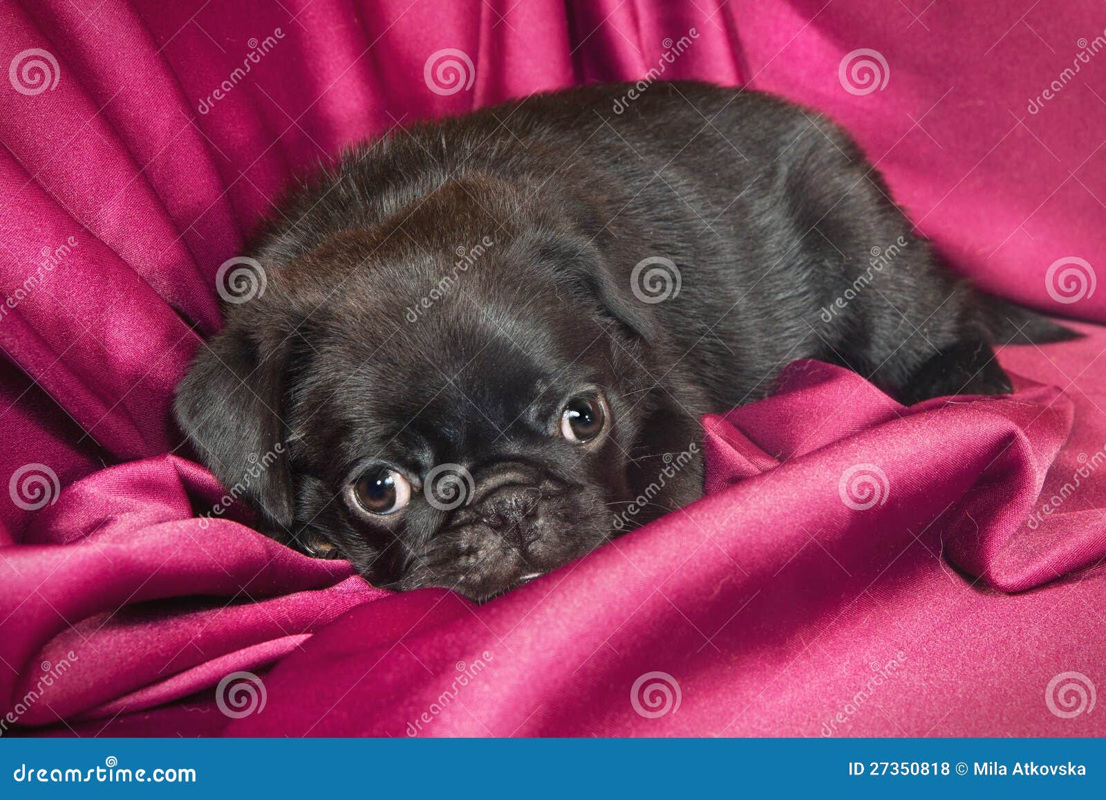 Cute sleepy pug puppy stock photo. Image of sleeping - 27350818