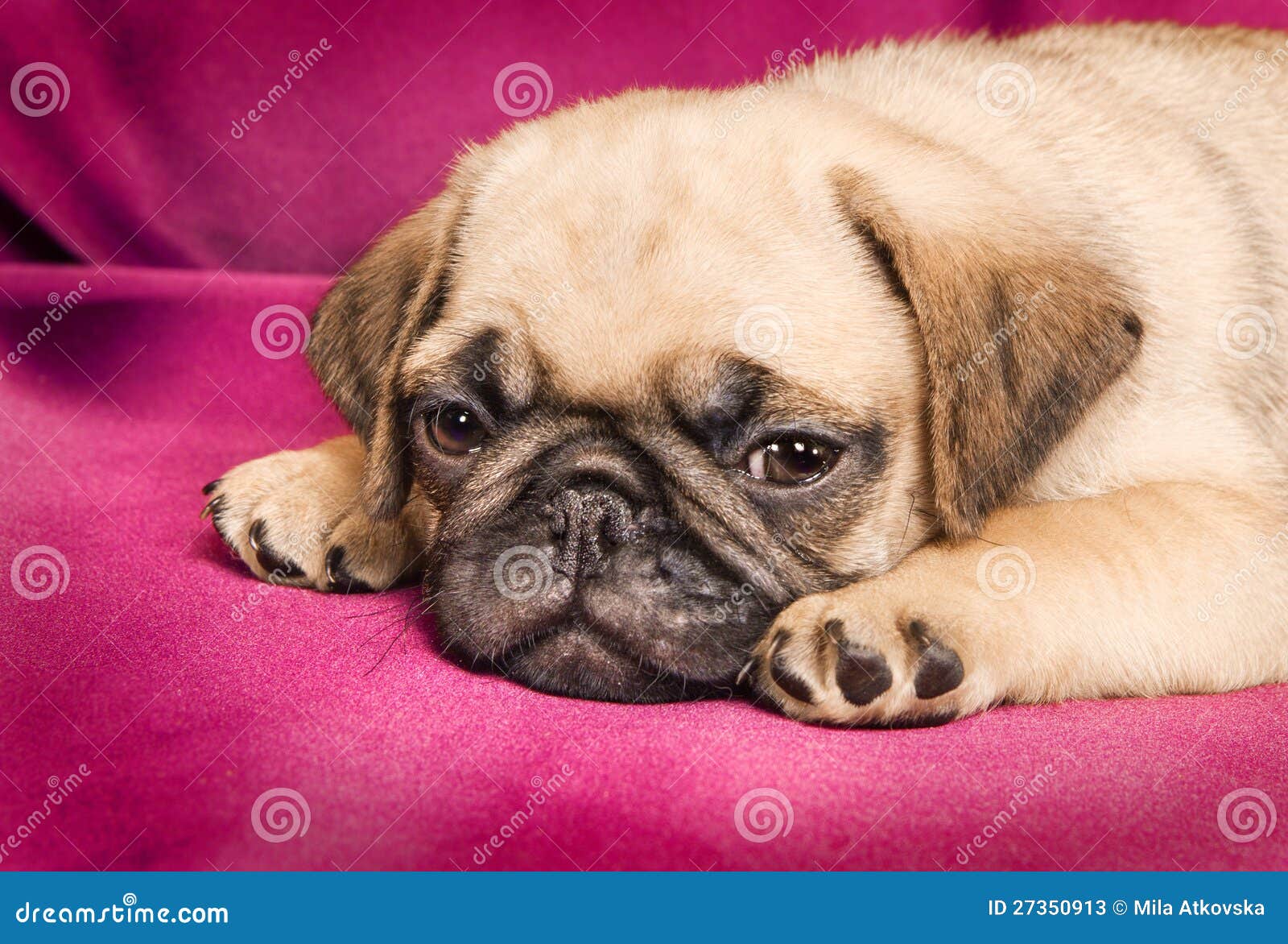 Cute sleepy pug puppy stock image. Image of face, adorable - 27350913