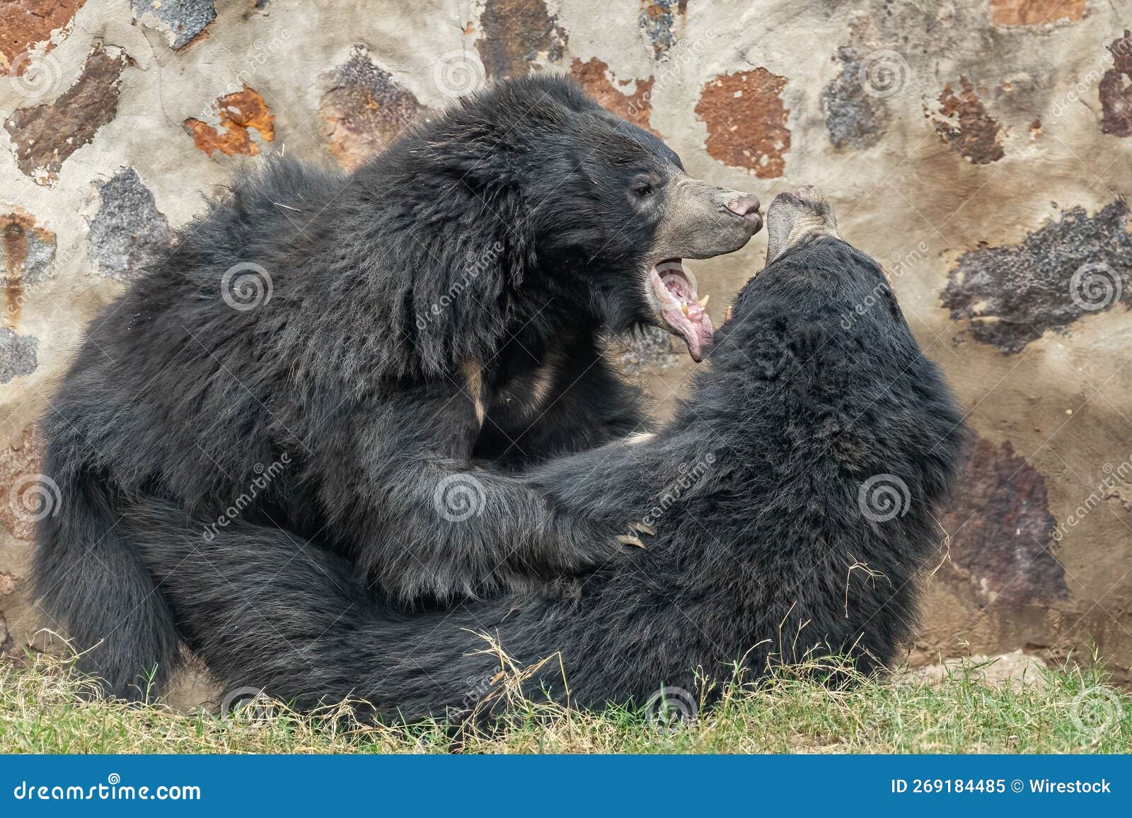 Cute Sloth Bears (Melursus Ursinus) Playing with Each Other at the Zoo ...
