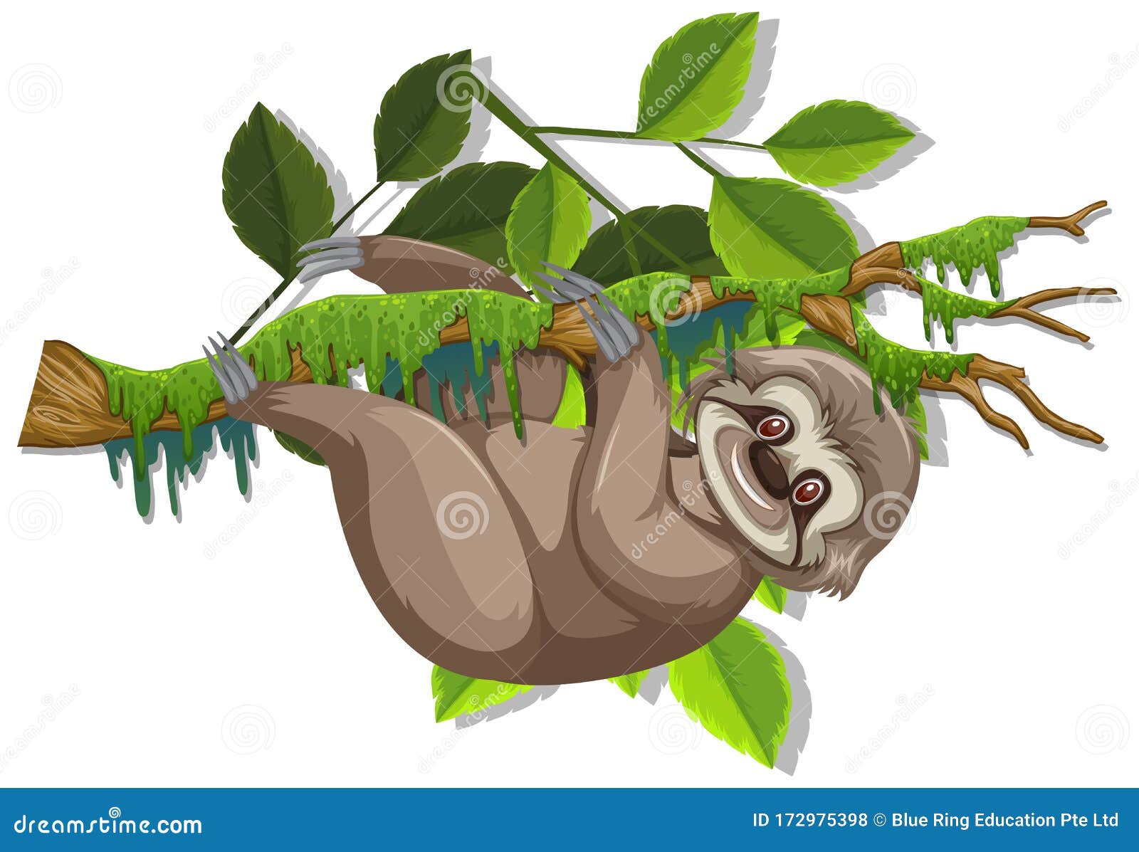 Cute Sloth Hanging on the Branch on White Background Stock Vector ...