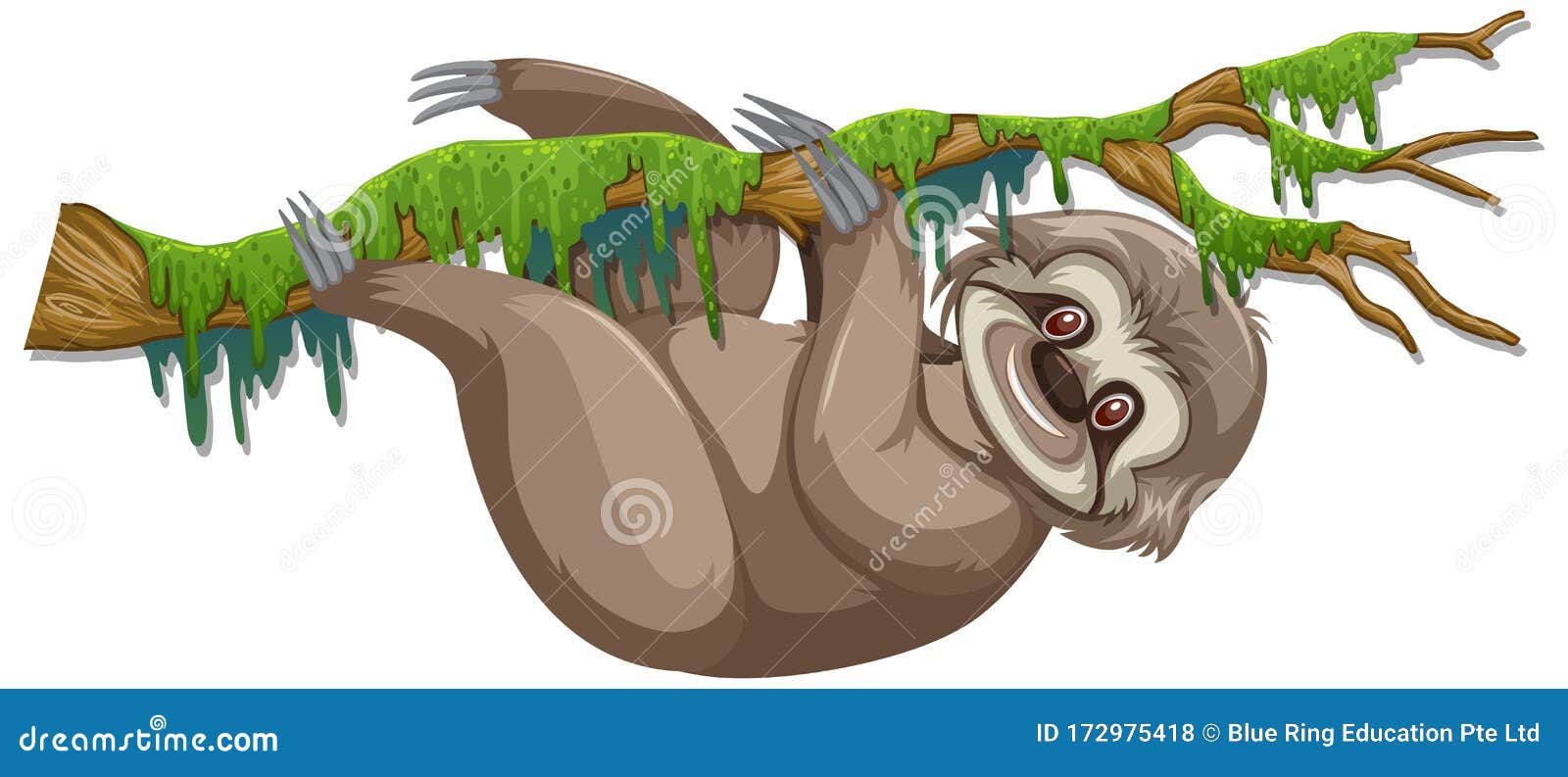 Cute Sloth Hanging on the Branch on White Background Stock Vector ...