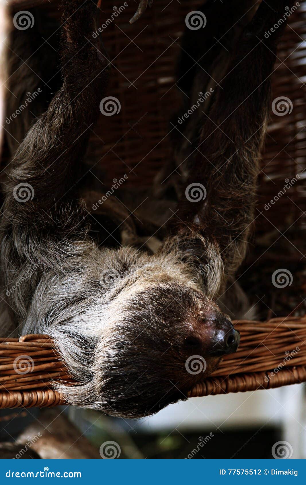 Cute Sloth Sleep Upside Down Stock Photo - Image of wool, sleep: 77575512