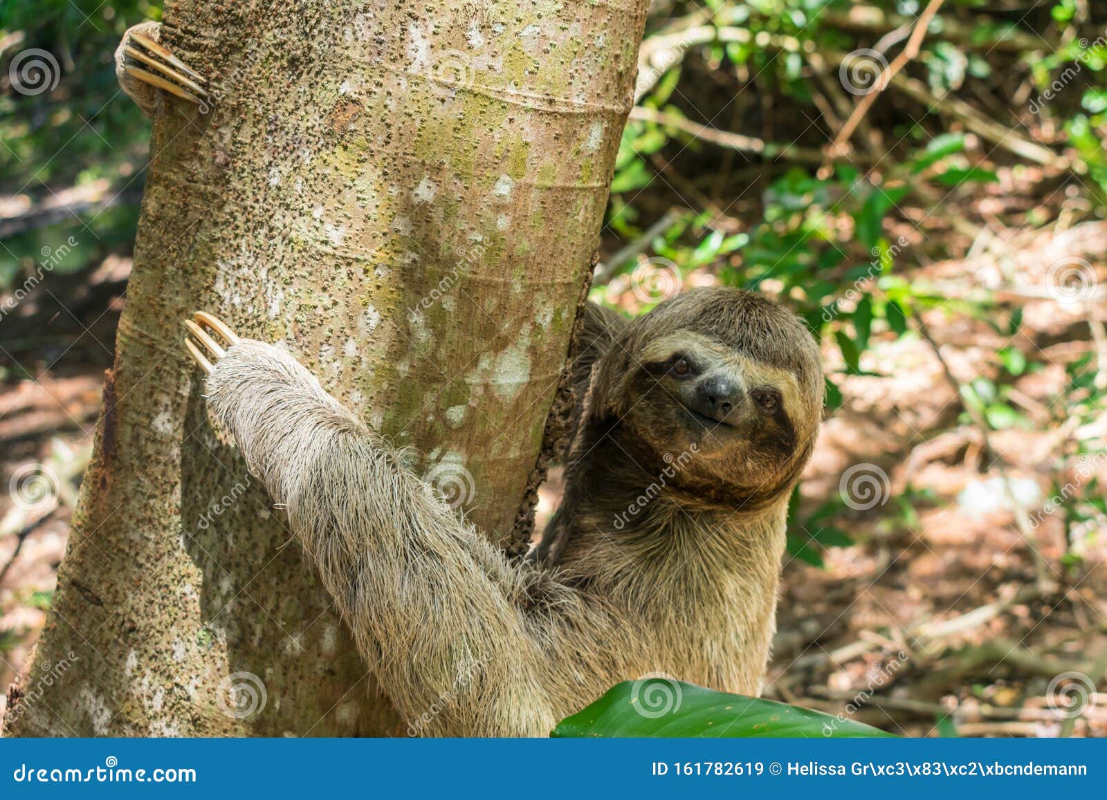 Cute Sloth on a Tree Looking at the Camera - Itamaraca Island, Brazil ...