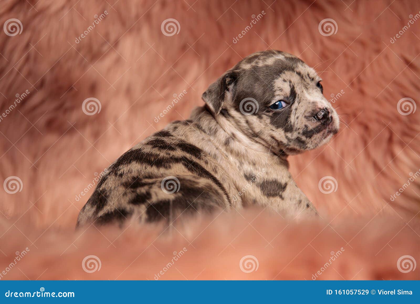 Cute Small American Bully Sitting on Fur Background Stock Image - Image ...