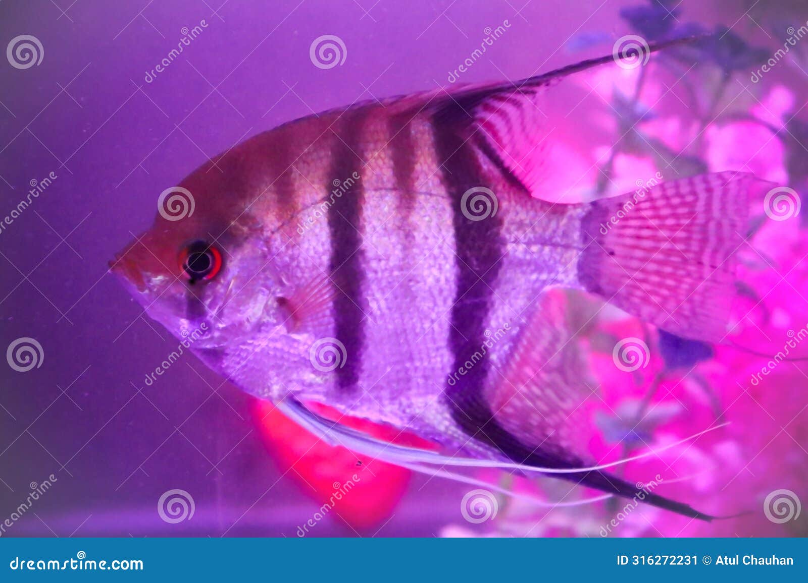 Cute Small Angelfish Swim in the Fish Tank Stock Image - Image of calm ...