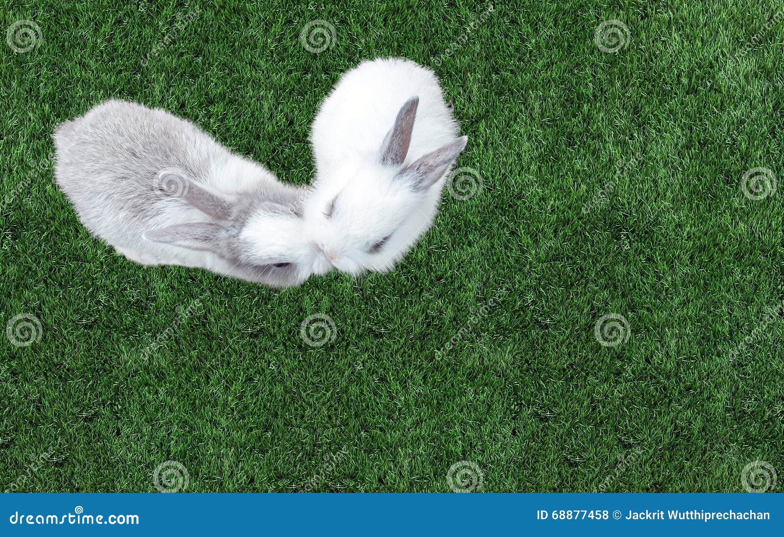 Cute Small Baby Easter Bunny (White and Gray Rabbit) Kissing in Heart ...