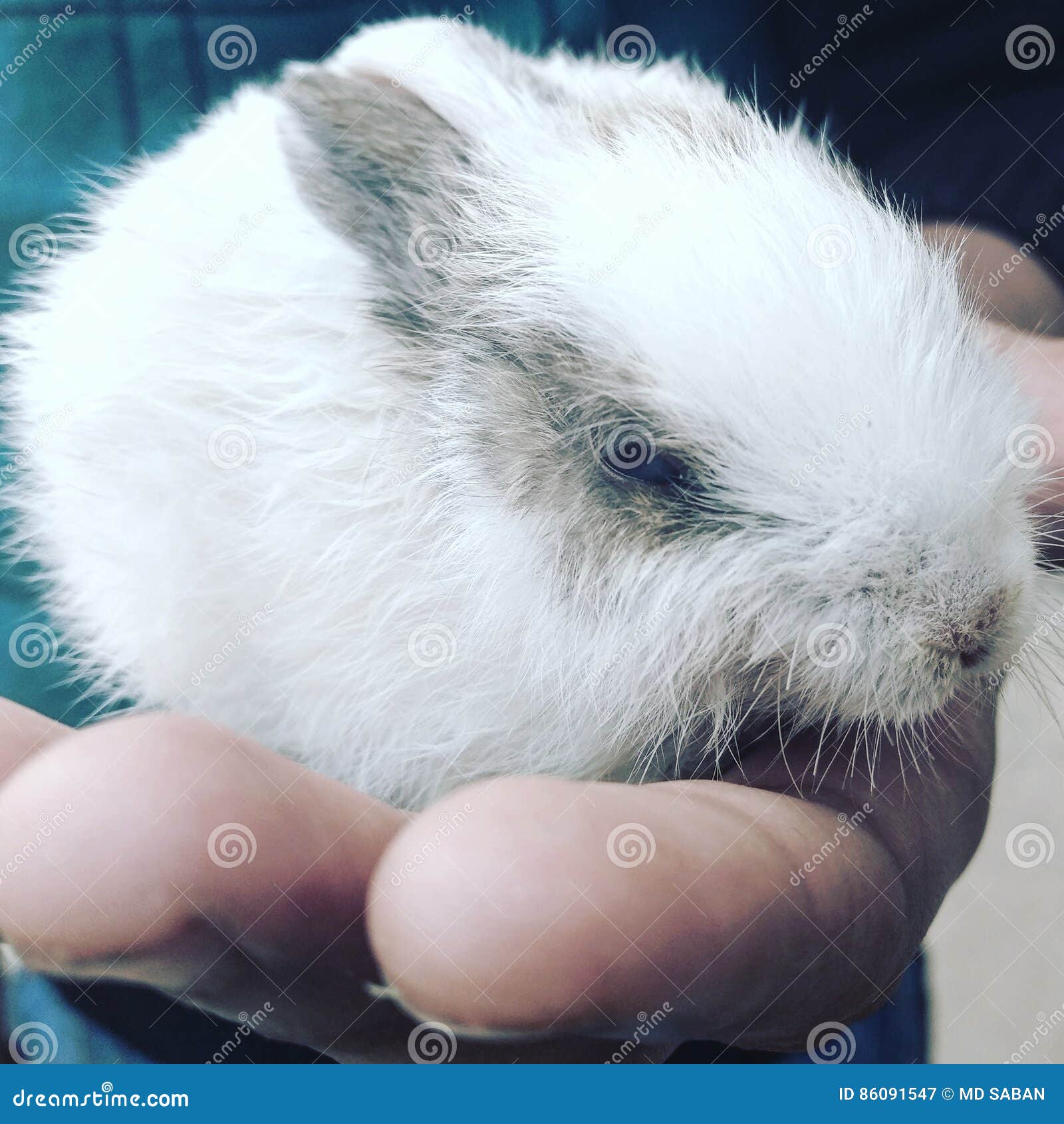 A cute small baby rabbit stock image. Image of beutiful - 86091547