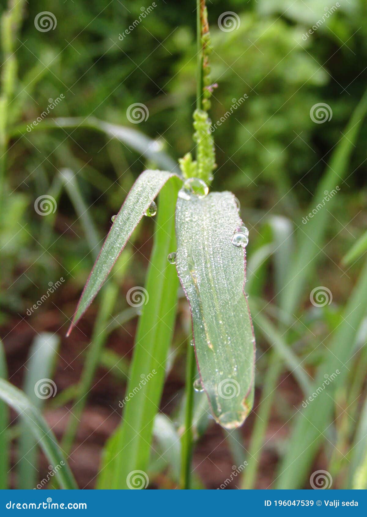 Cute Small Beautiful Rain Drops on Leaf. Stock Image - Image of rain ...
