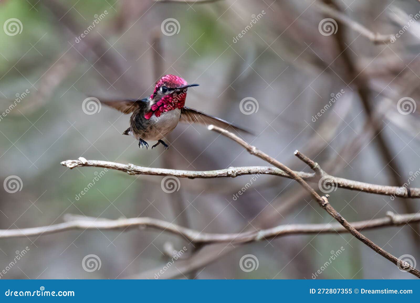 Cute Small Bee Hummingbird in Its Natural Habitat Stock Image - Image ...