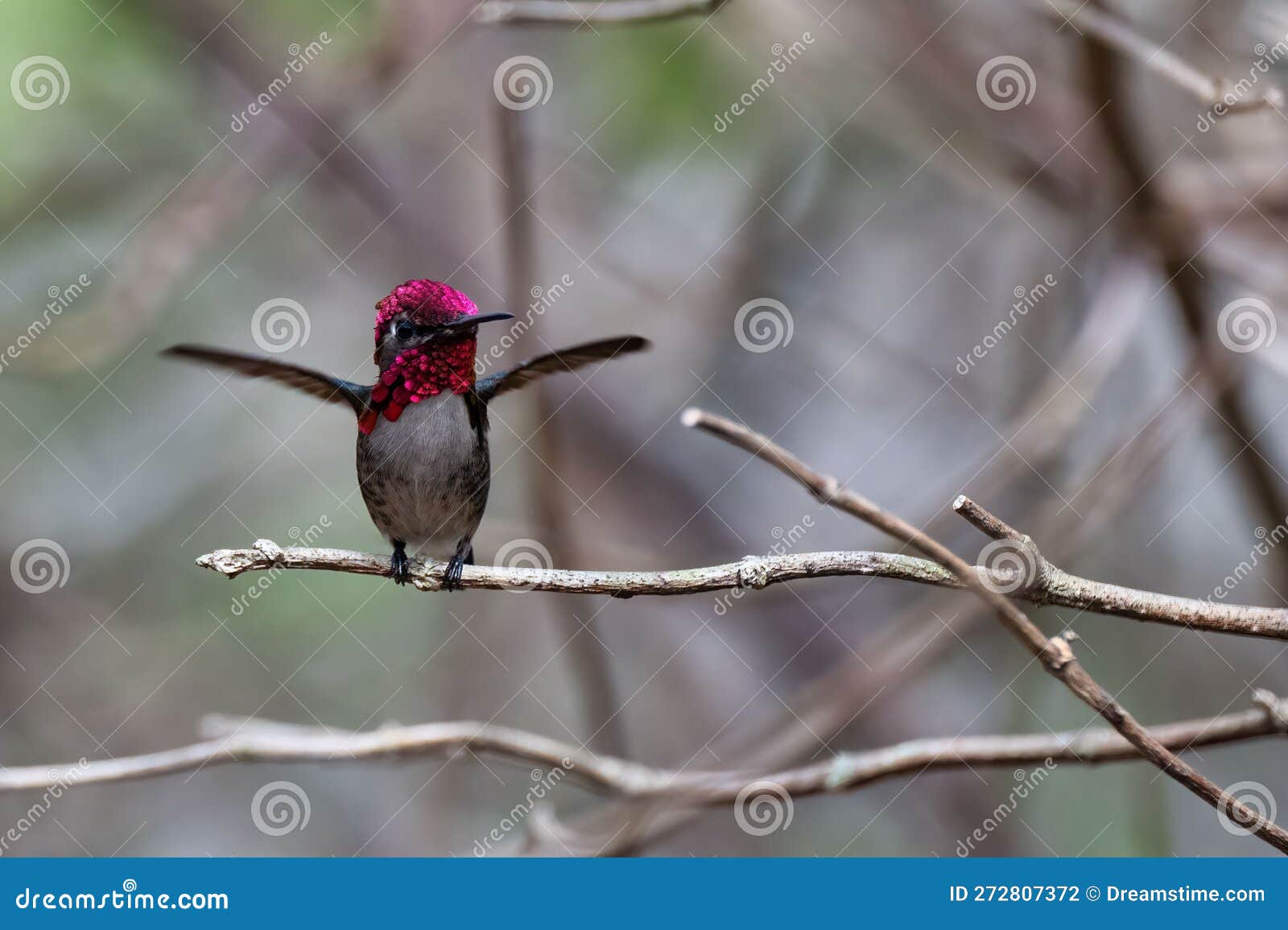 Cute Small Bee Hummingbird in Its Natural Habitat Stock Photo - Image ...
