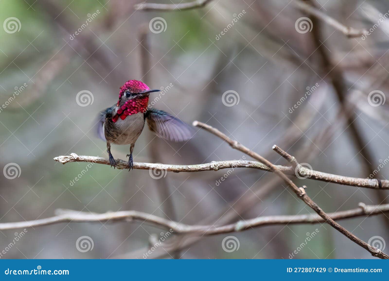 Cute Small Bee Hummingbird in Its Natural Habitat Stock Image - Image ...