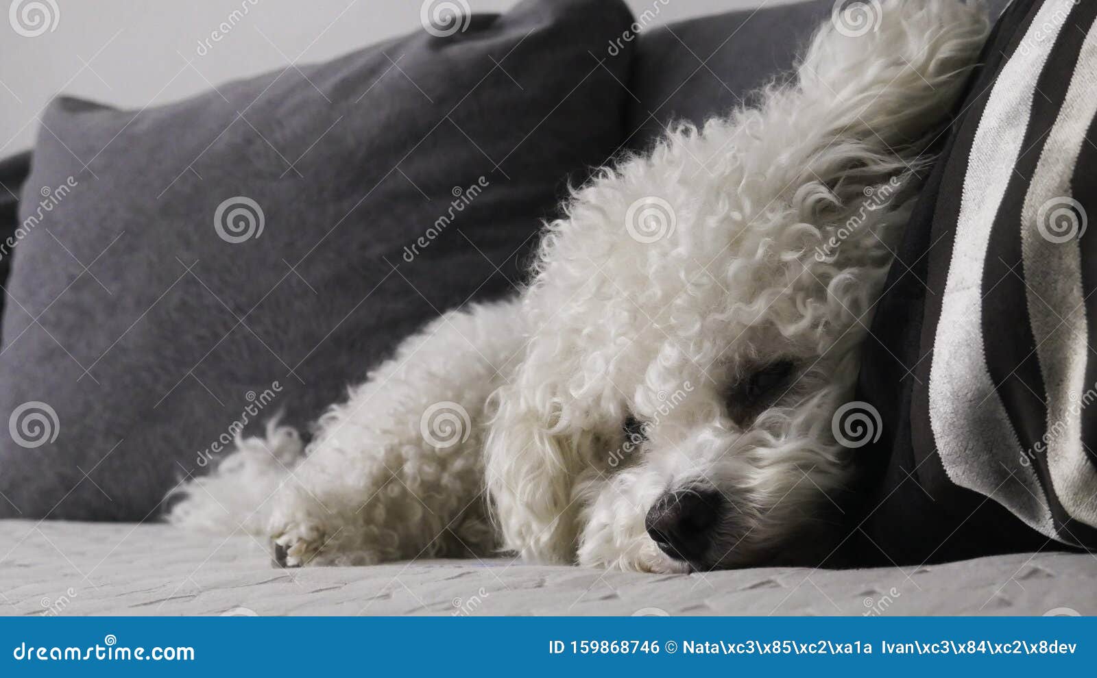 Cute Small Bichon Frise Puppy Indoors Stock Photo - Image of lapdog ...