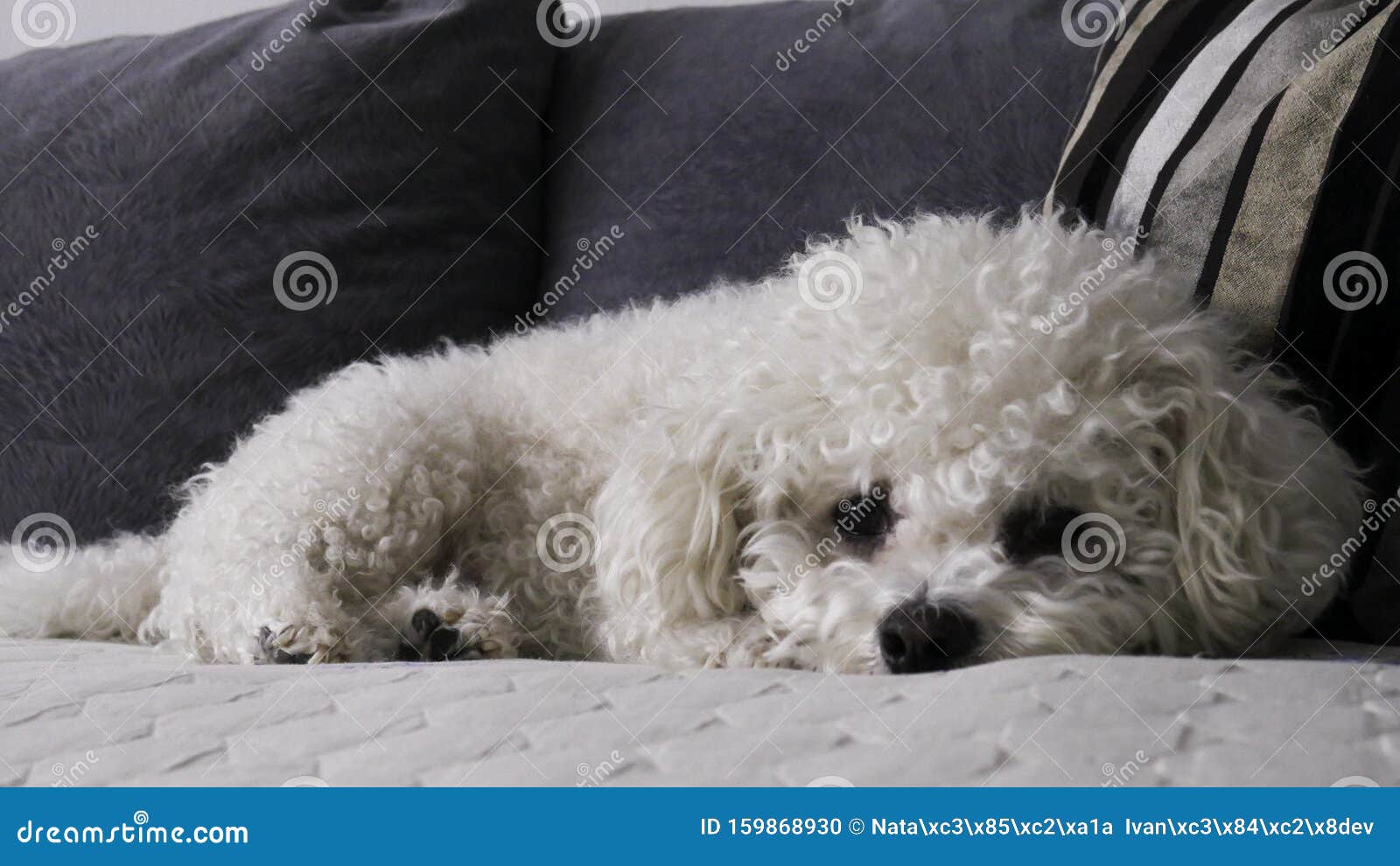 Cute Small Bichon Frise Puppy Indoors Stock Photo - Image of asleep ...