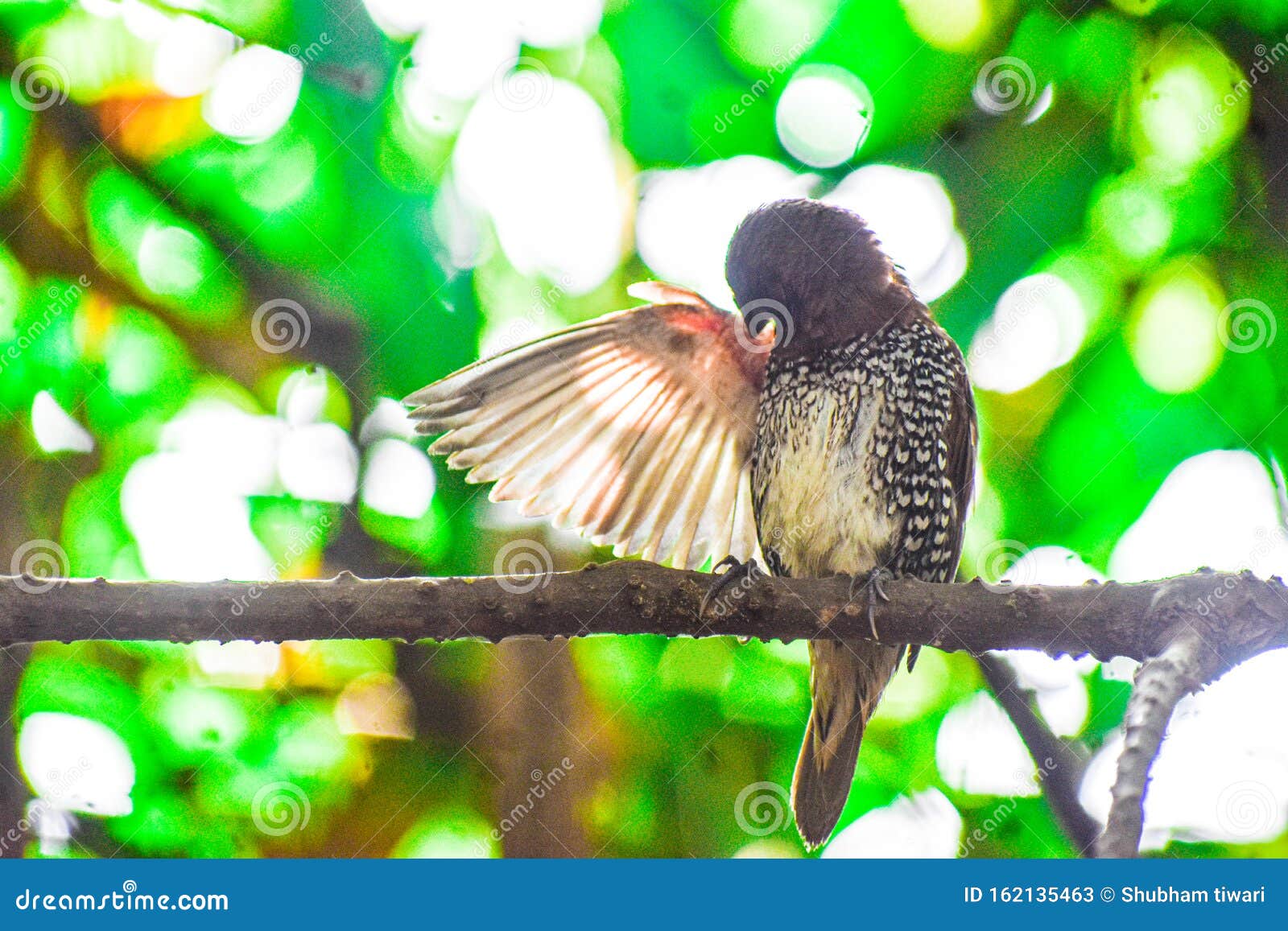 Cute Small Bird Giving Pose Stock Image - Image of pose, cute: 162135463
