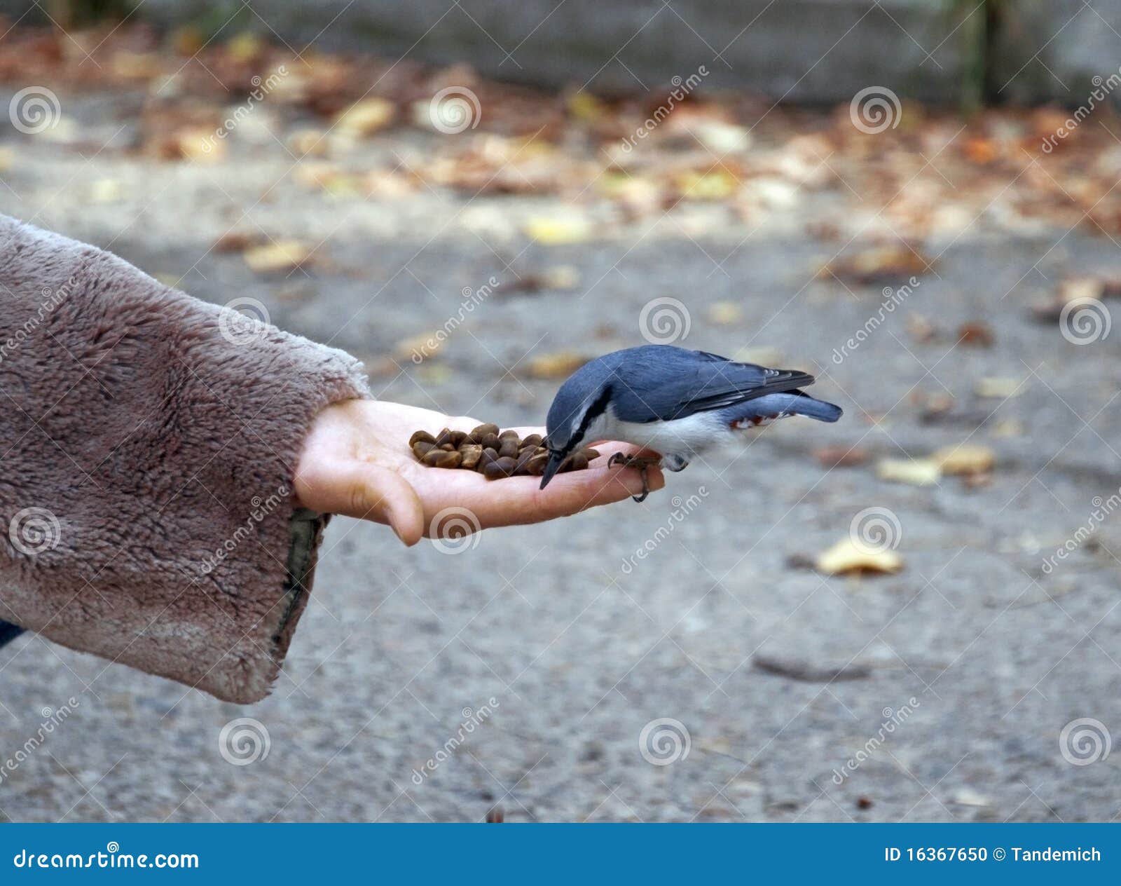 Cute small bird on hand stock photo. Image of background - 16367650