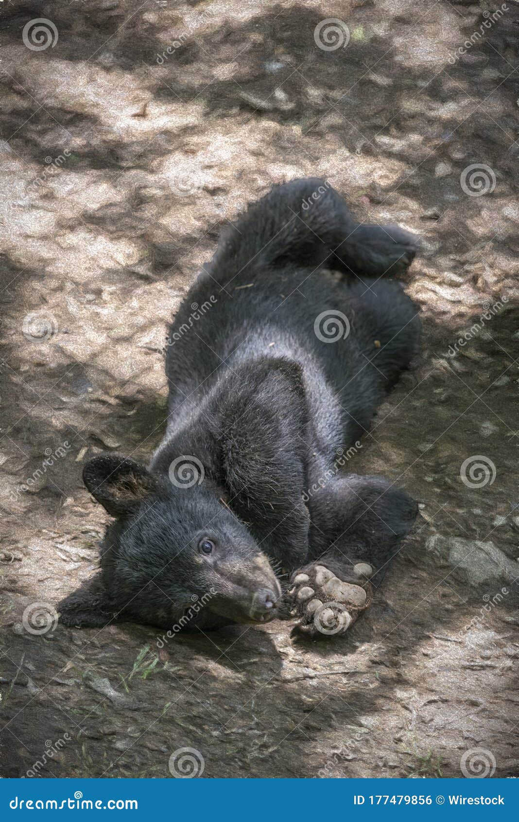 Cute Small Black Bear Laying on the Ground Stock Photo - Image of ...