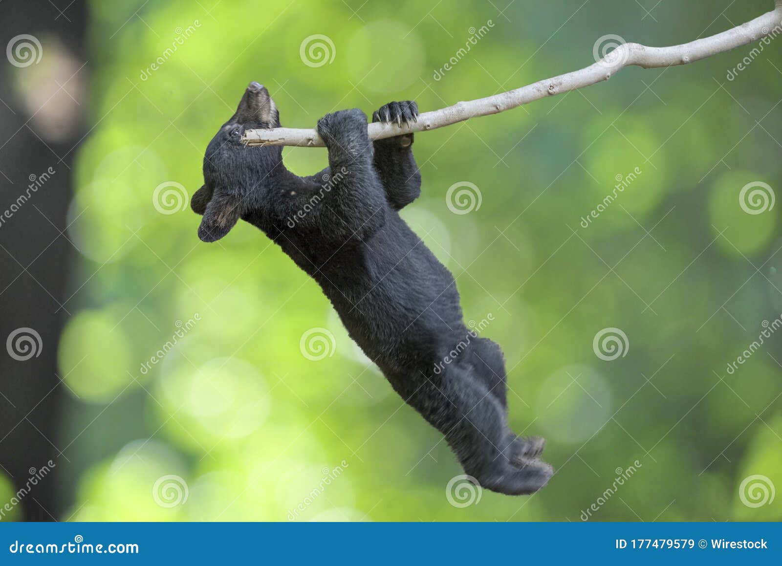 Cute Small Black Bear on a Tree Branch with Blurred Background Stock ...