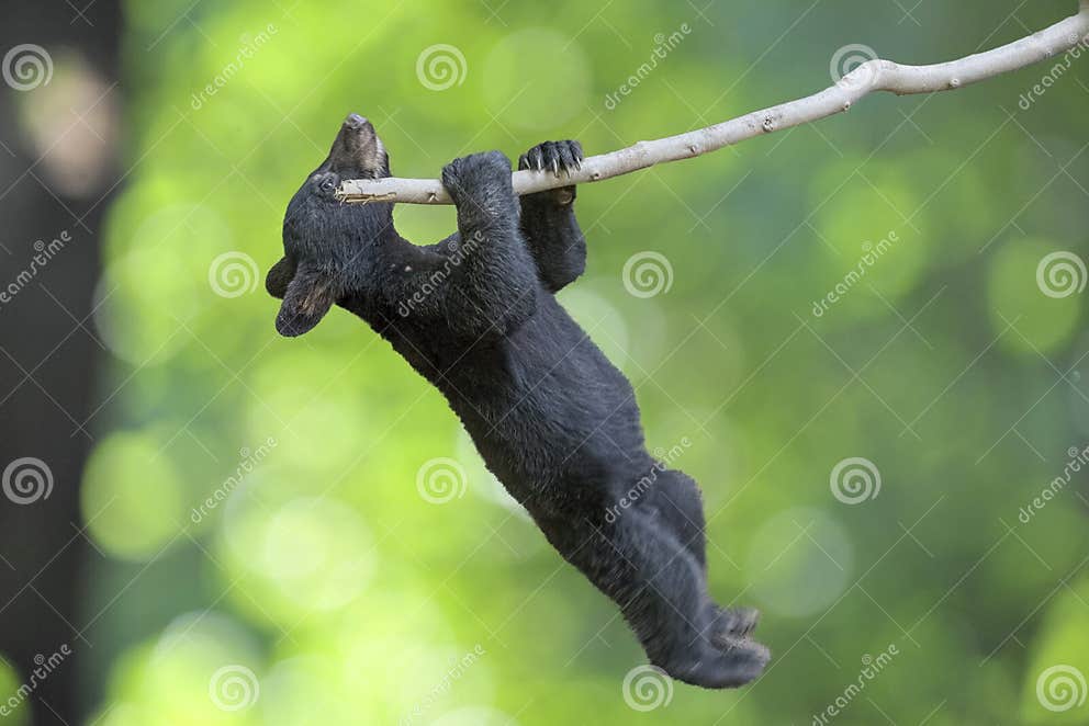Cute Small Black Bear on a Tree Branch with Blurred Background Stock ...