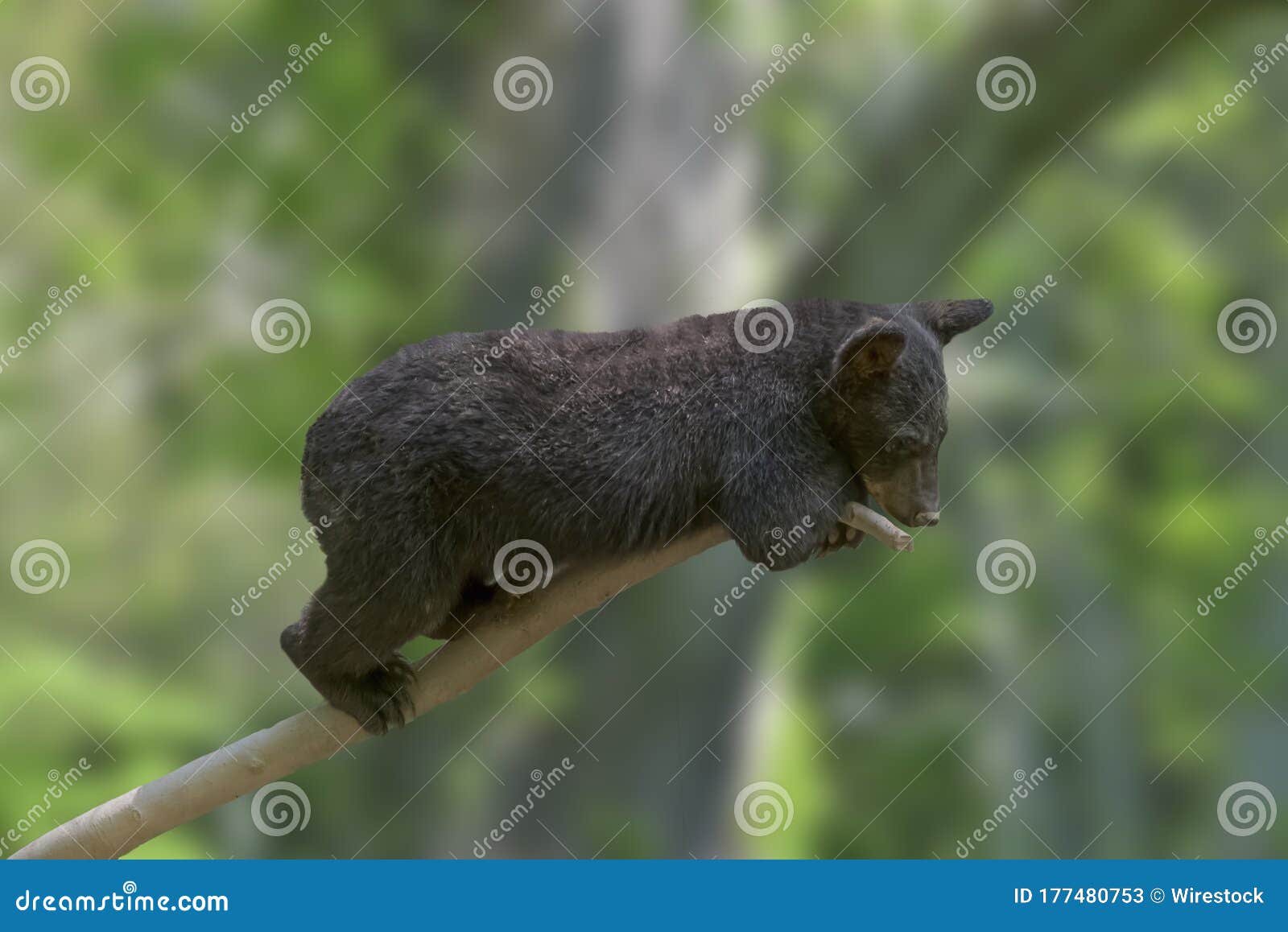 Cute Small Black Bear on a Tree Branch with Blurred Background Stock ...