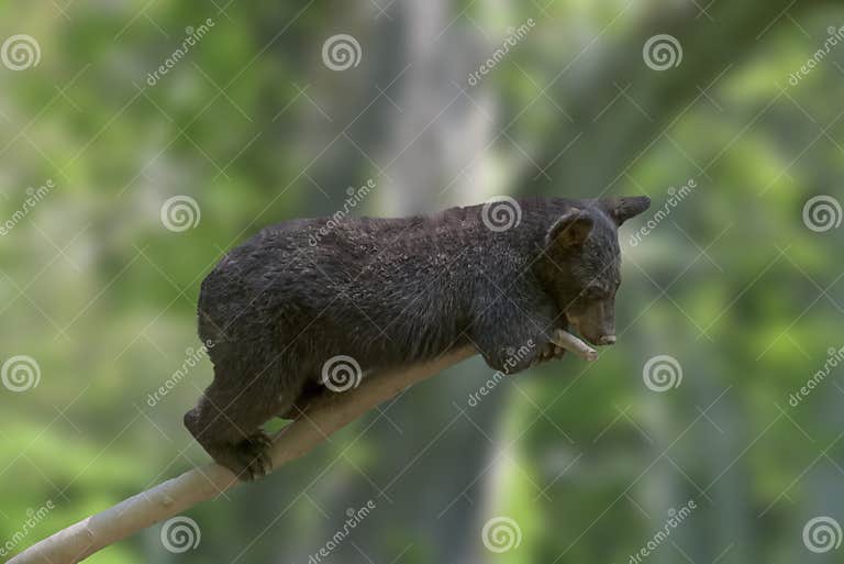 Cute Small Black Bear on a Tree Branch with Blurred Background Stock ...