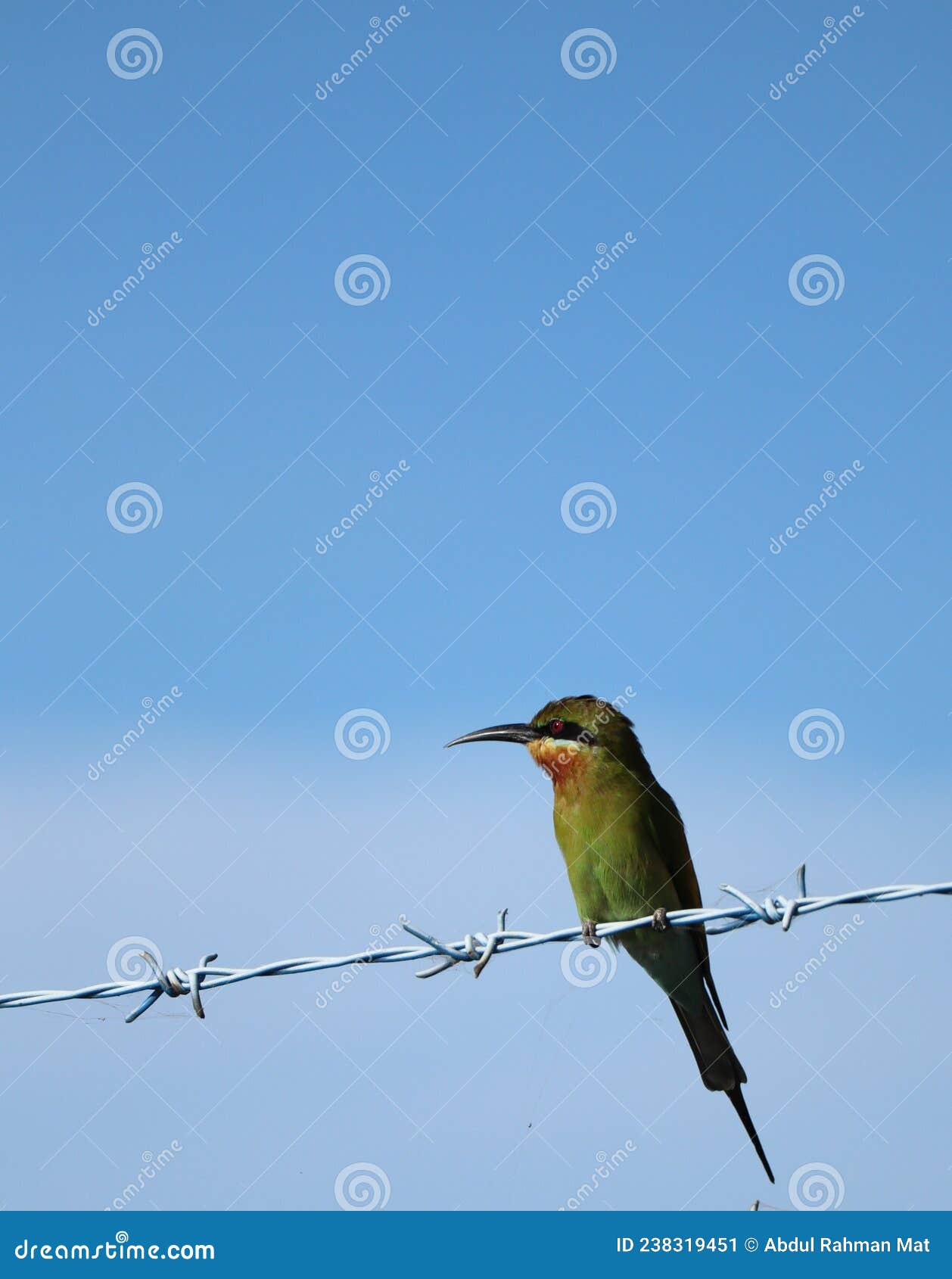 Blue Tail Bee Eater Perch on Barbed Wire Stock Image - Image of flight ...