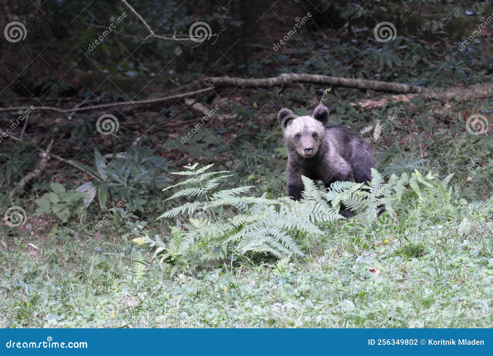 A cute small brown bear stock photo. Image of outdoors - 256349802