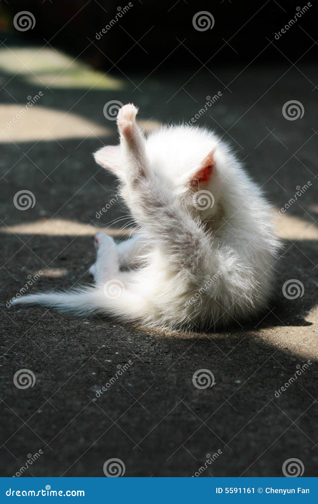 Cute small cat stock image. Image of eyes, peaceful, friendly - 5591161