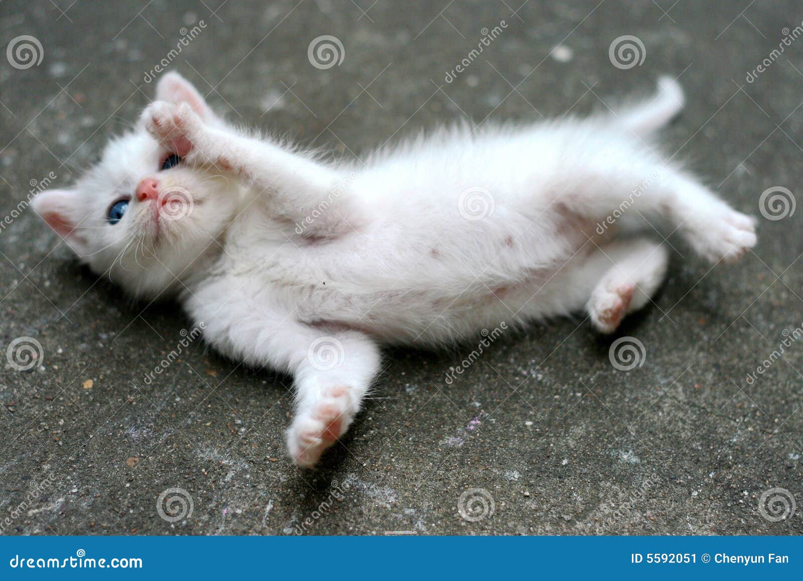 Cute small cat stock image. Image of expression, charming - 5592051
