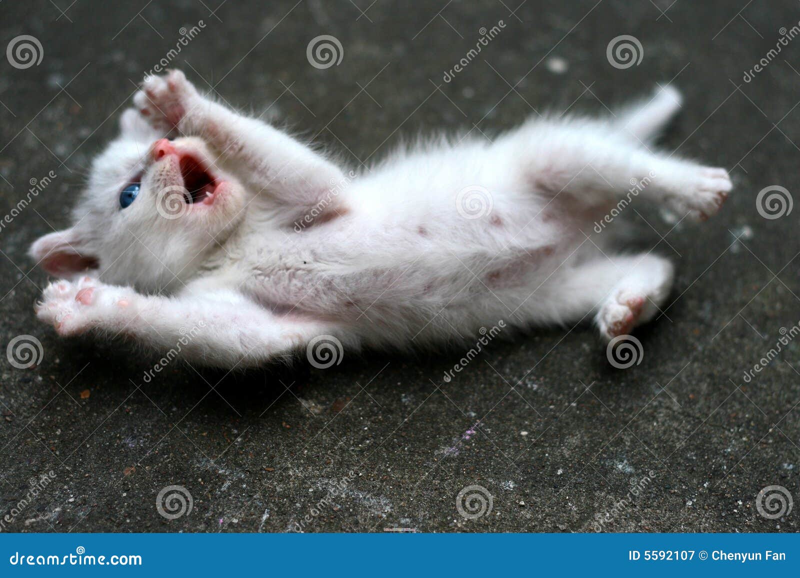 Cute small cat stock image. Image of ears, lovely, claw - 5592107