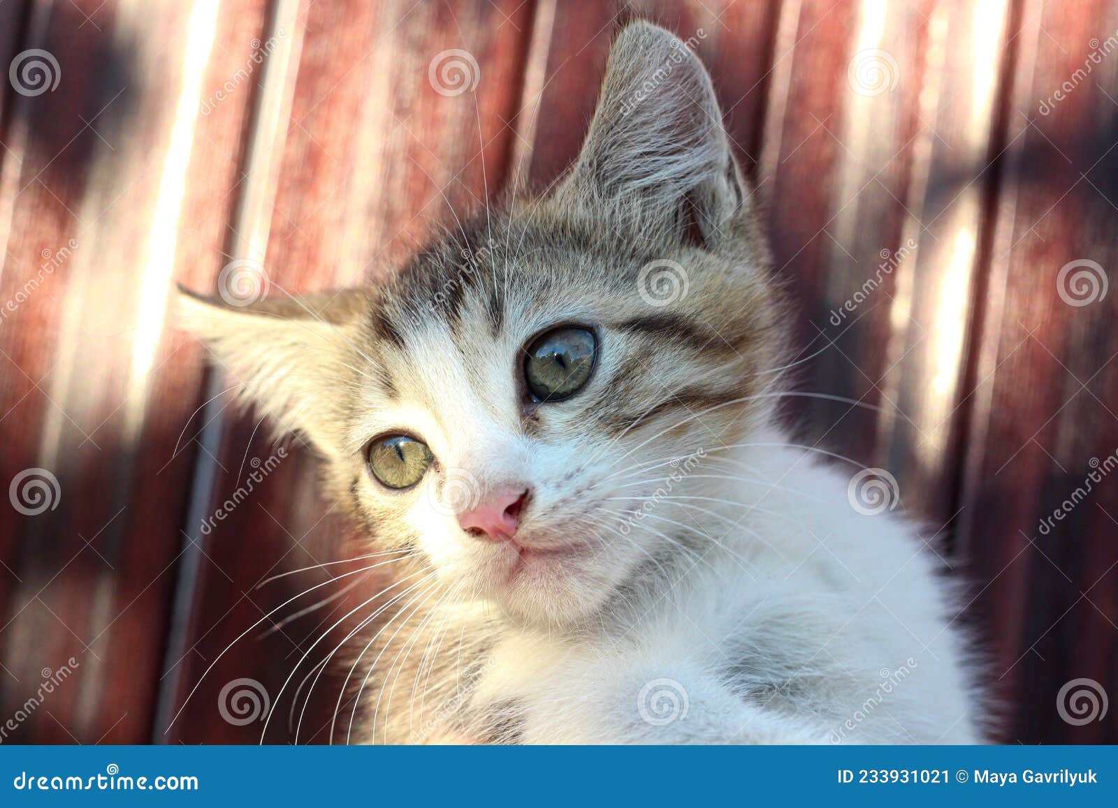 Cute Small Cat with Bag Sad Eyes Stock Image - Image of cute, theme ...