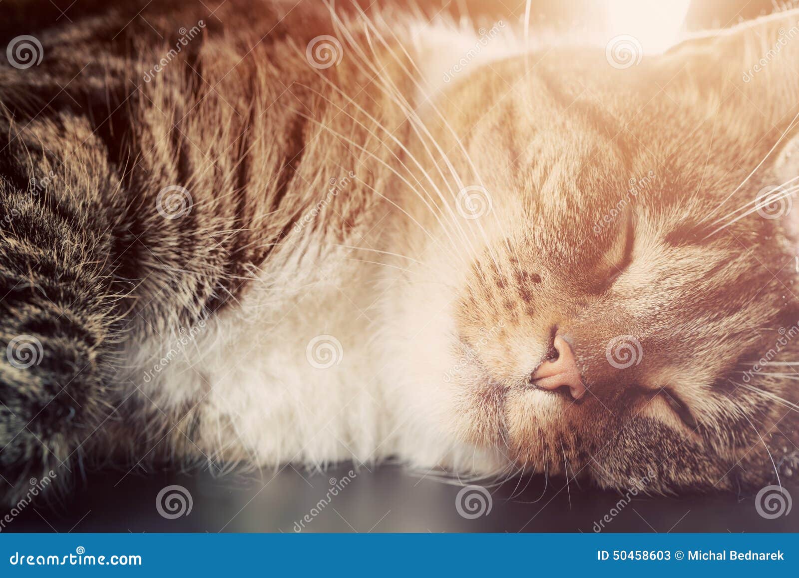 Cute Small Cat Sleeping. Happy Expression Stock Image - Image of head ...