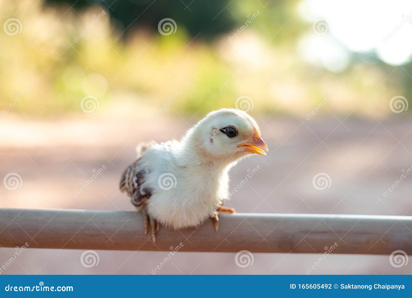 Cute Small Chicks in Nature, the Soft Sunlight in the Morning. Stock ...