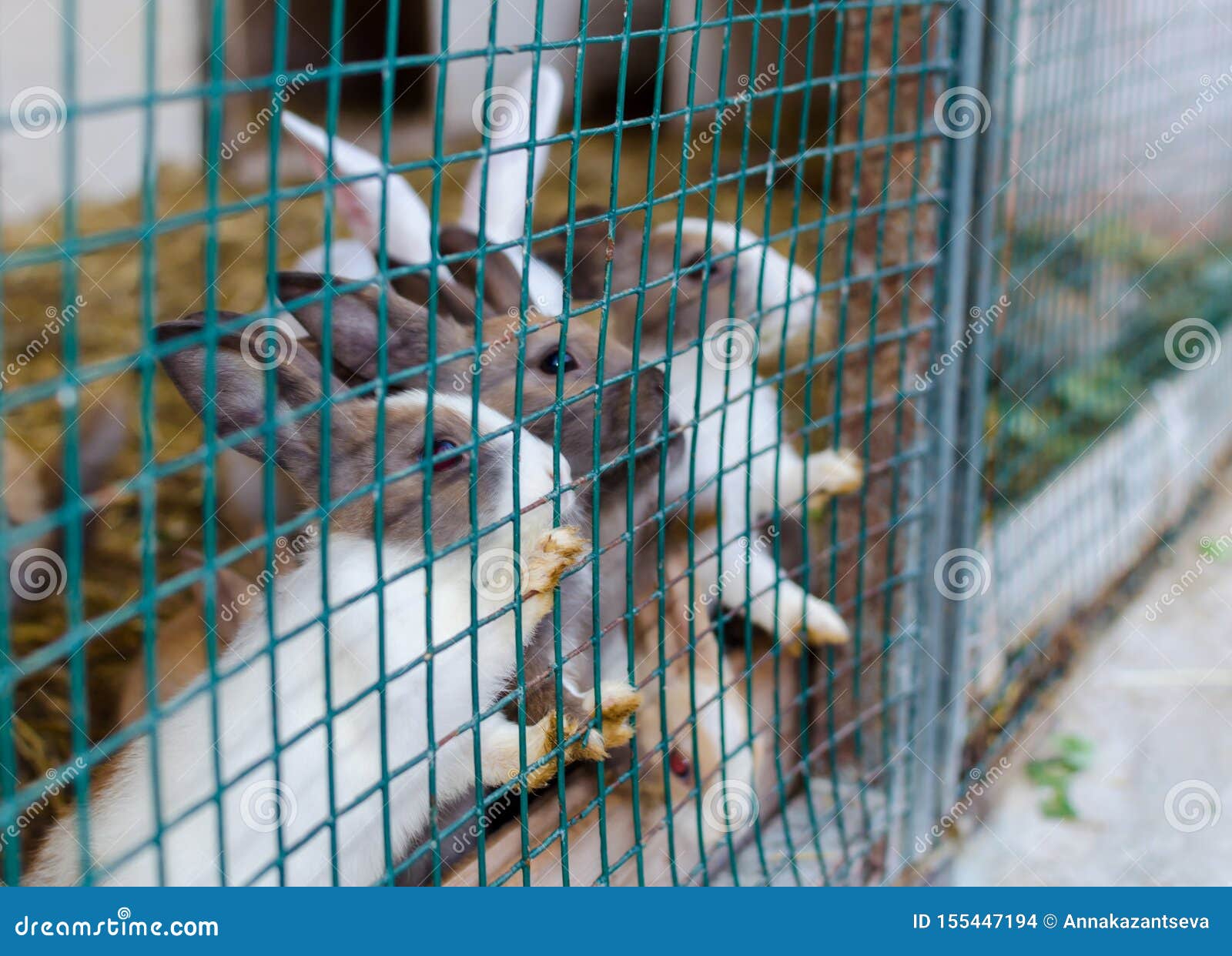 Cute Small Coloured Rabbits Waiting for Food in the Cell Outside ...