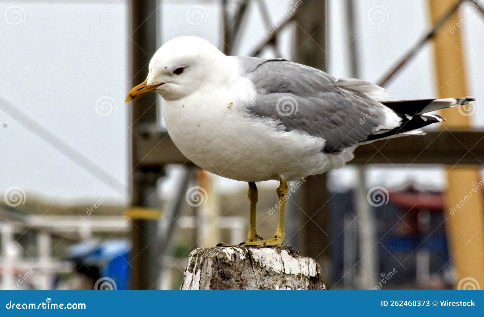 Cute Small Common Gull Perched on a Wooden Pole Stock Image - Image of ...