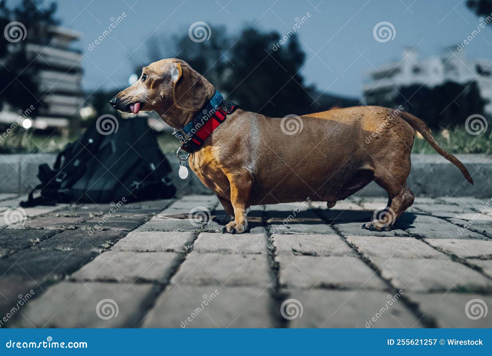 Cute Small Dachshund Dog in the Park Stock Image - Image of tongue ...