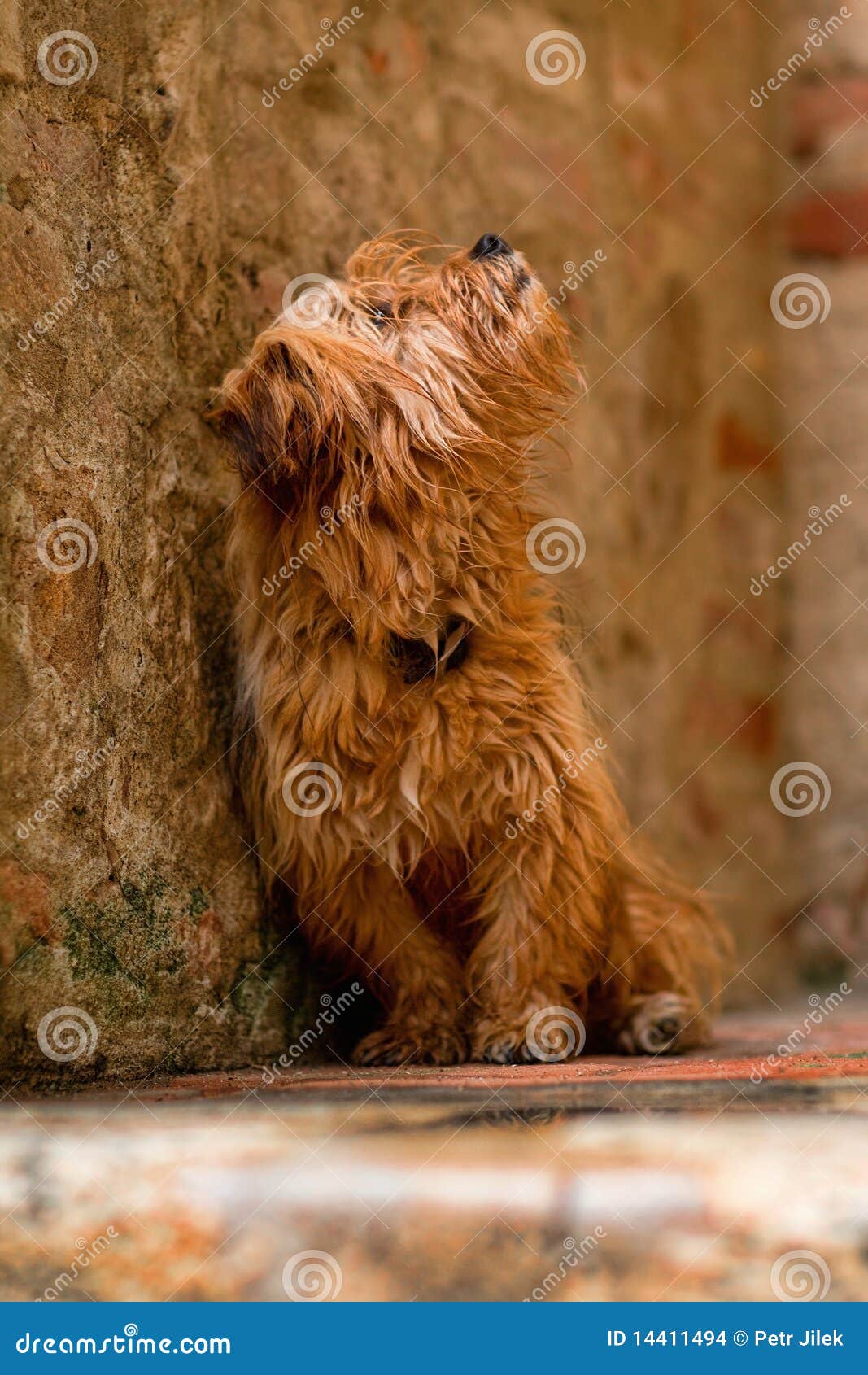 Cute small dog stock photo. Image of young, funny, adorable - 14411494